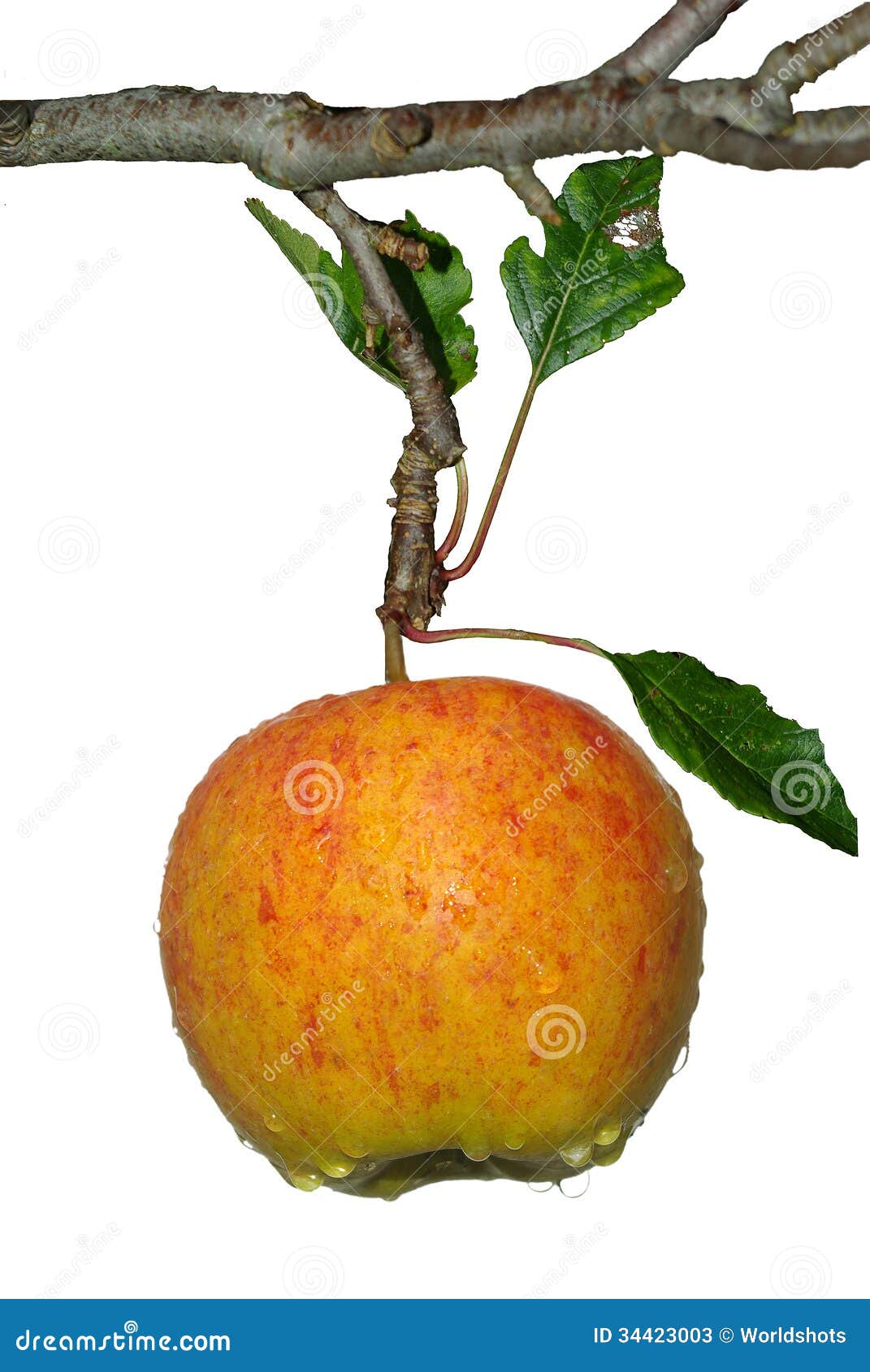 Isolated hanging apple stock image. Image of dutch, ripe - 34423003
