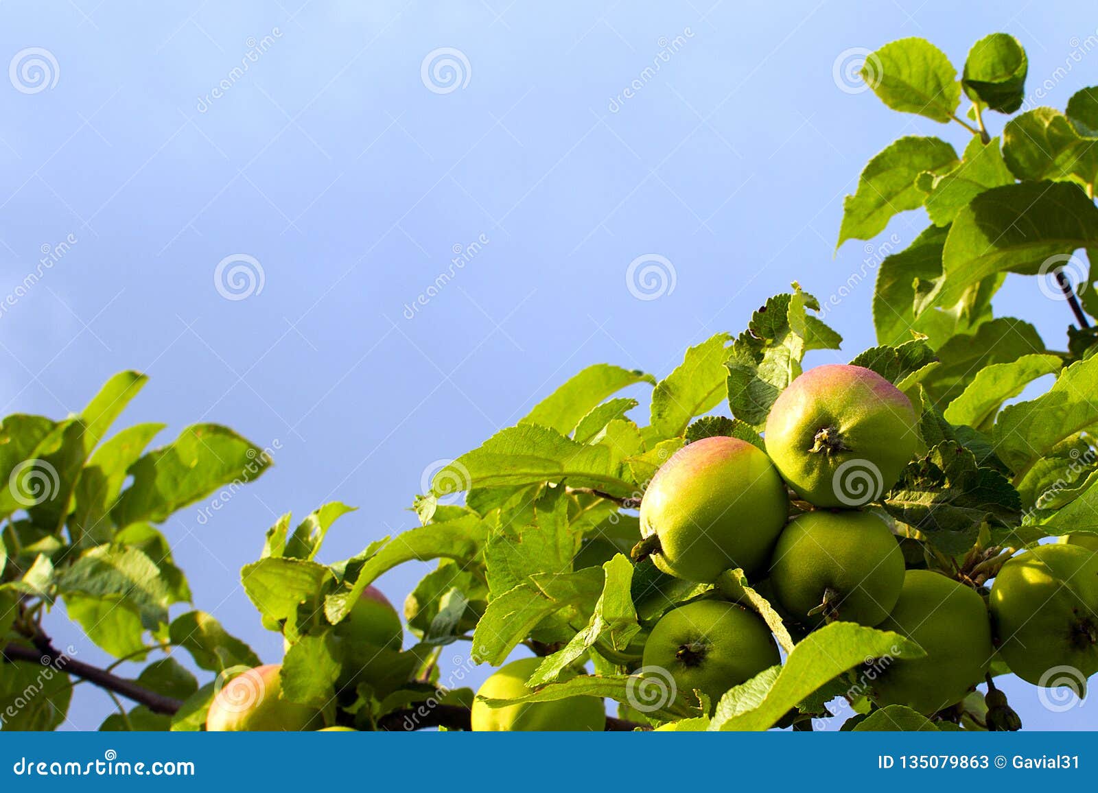 Apple Tree Branch with Leaves. Stock Image - Image of growth, deciduous ...