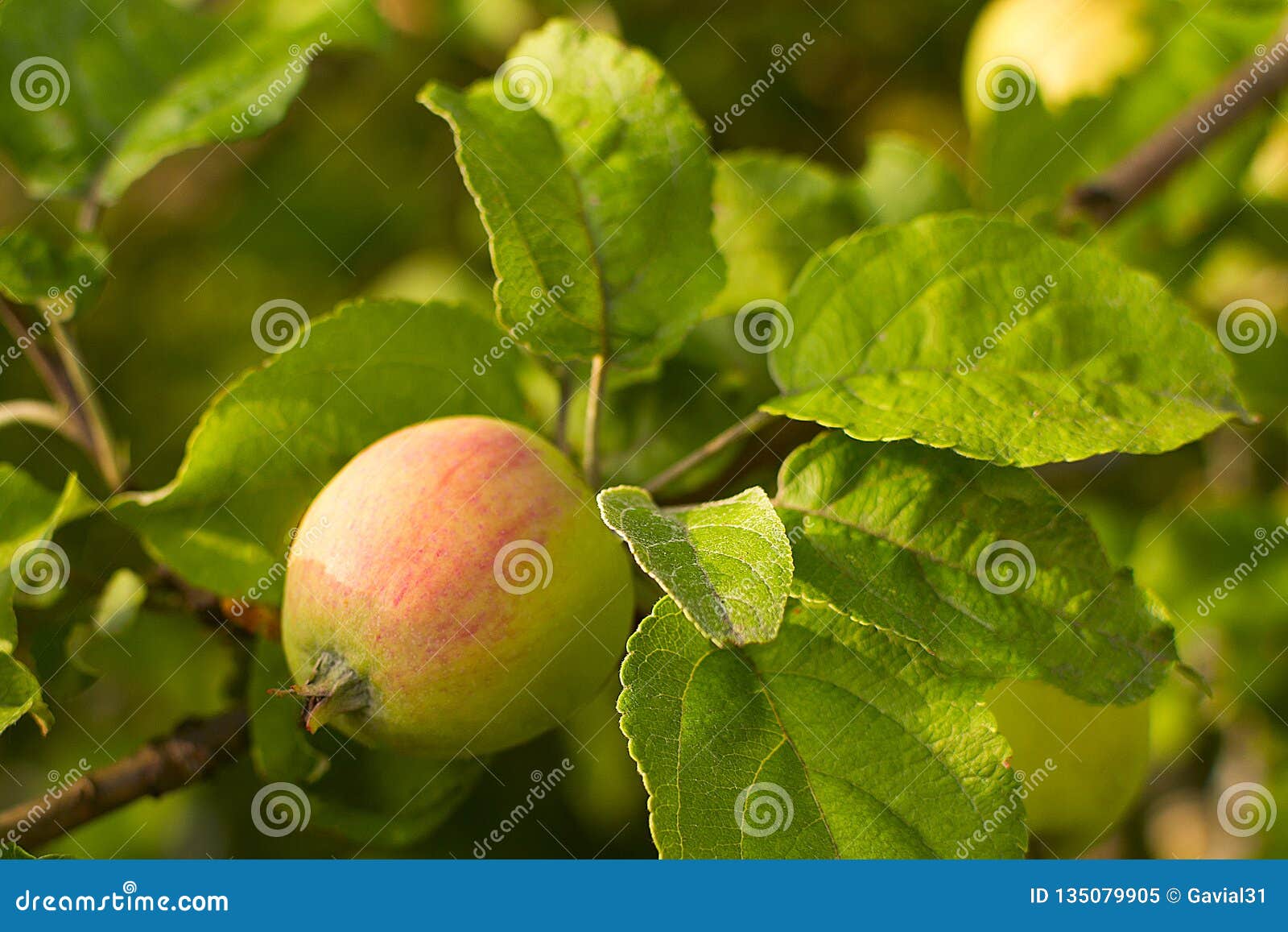 Apple Tree Branch with Leaves Stock Image - Image of bright, garden ...