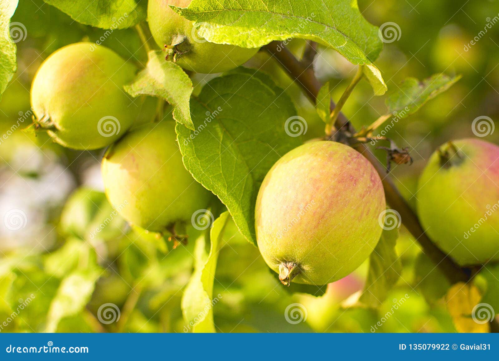 Apple Tree Branch with Leaves. Stock Photo - Image of green, deciduous ...