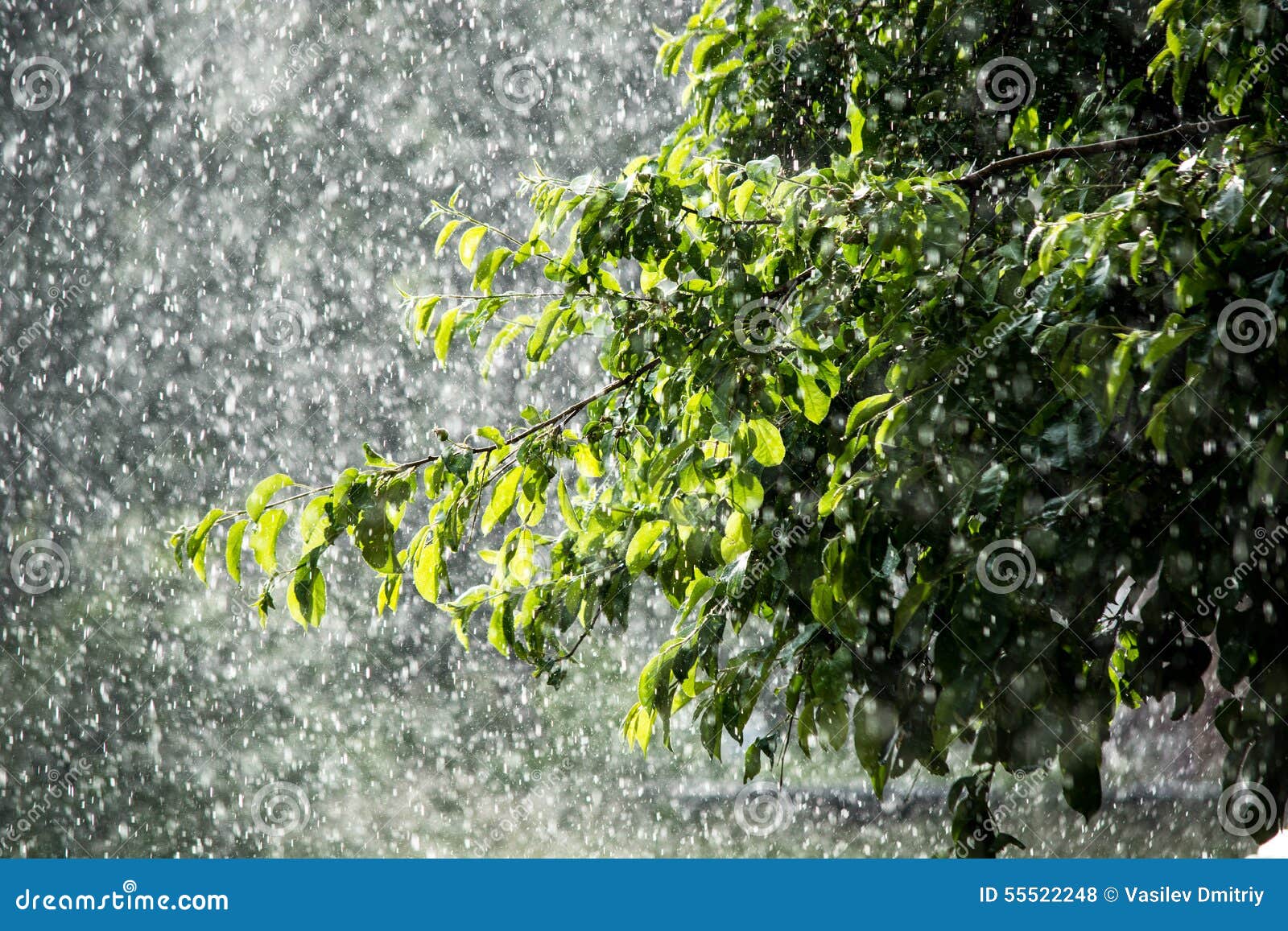 Apple Tree Branch in the Rain Stock Photo - Image of green, foliage ...