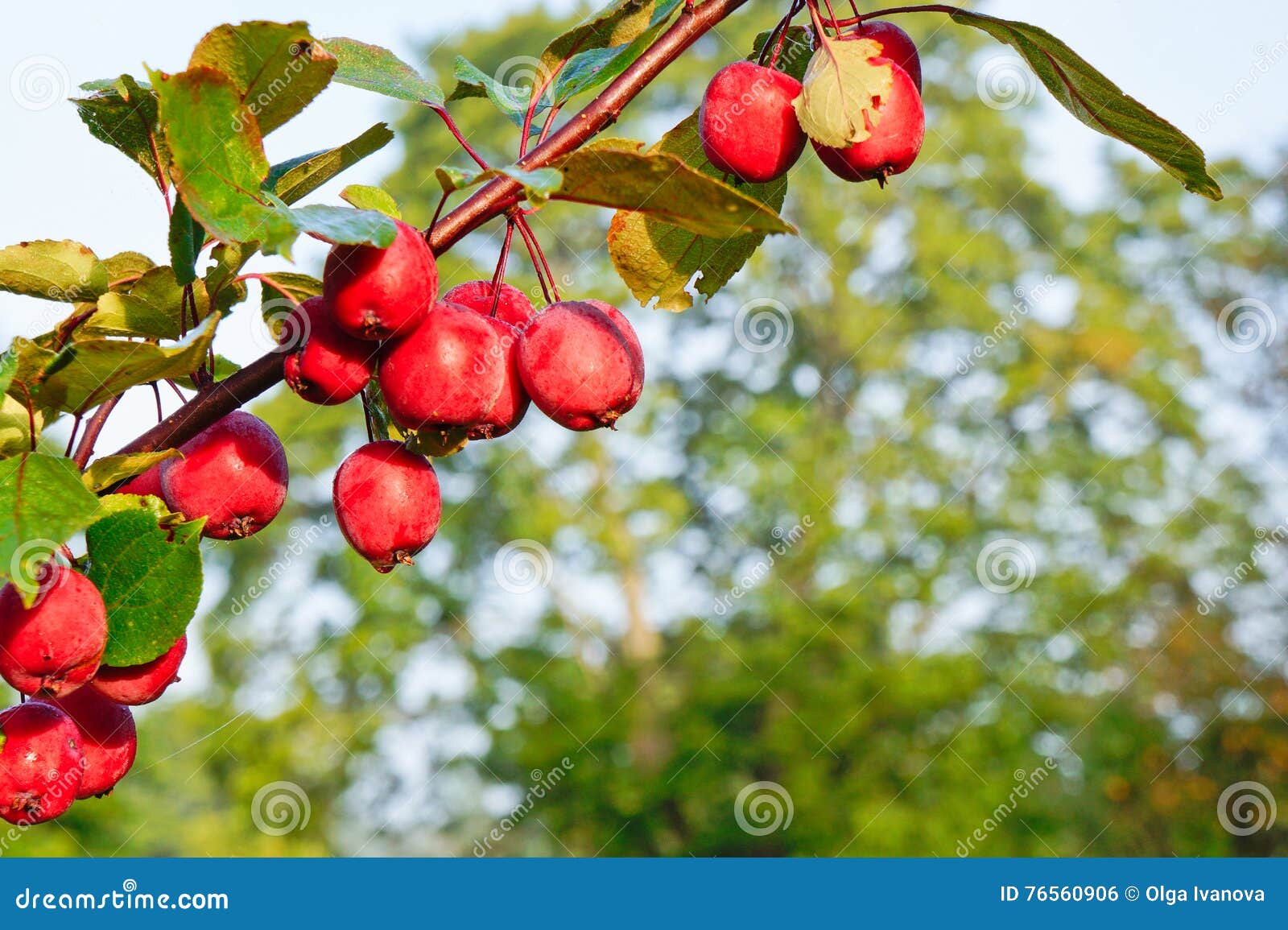 Apple tree branch stock photo. Image of leaf, fruit, park - 76560906