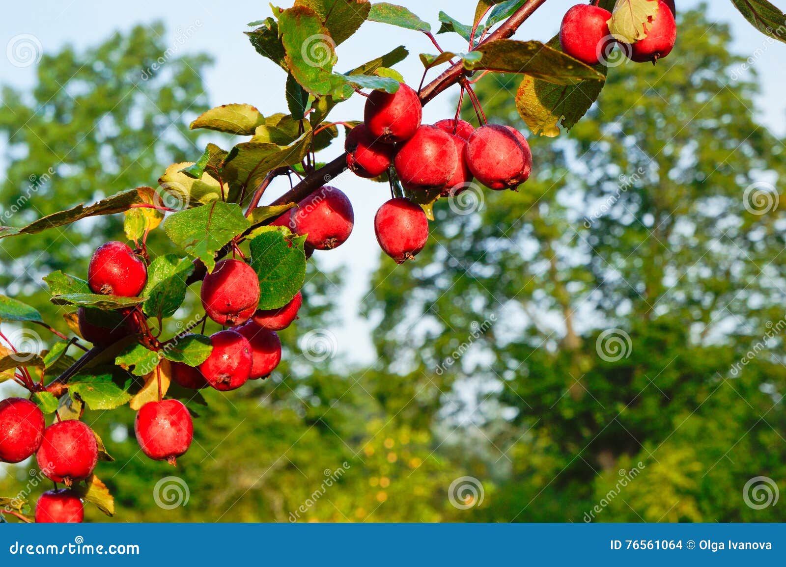 Apple tree branch stock photo. Image of object, delicious - 76561064