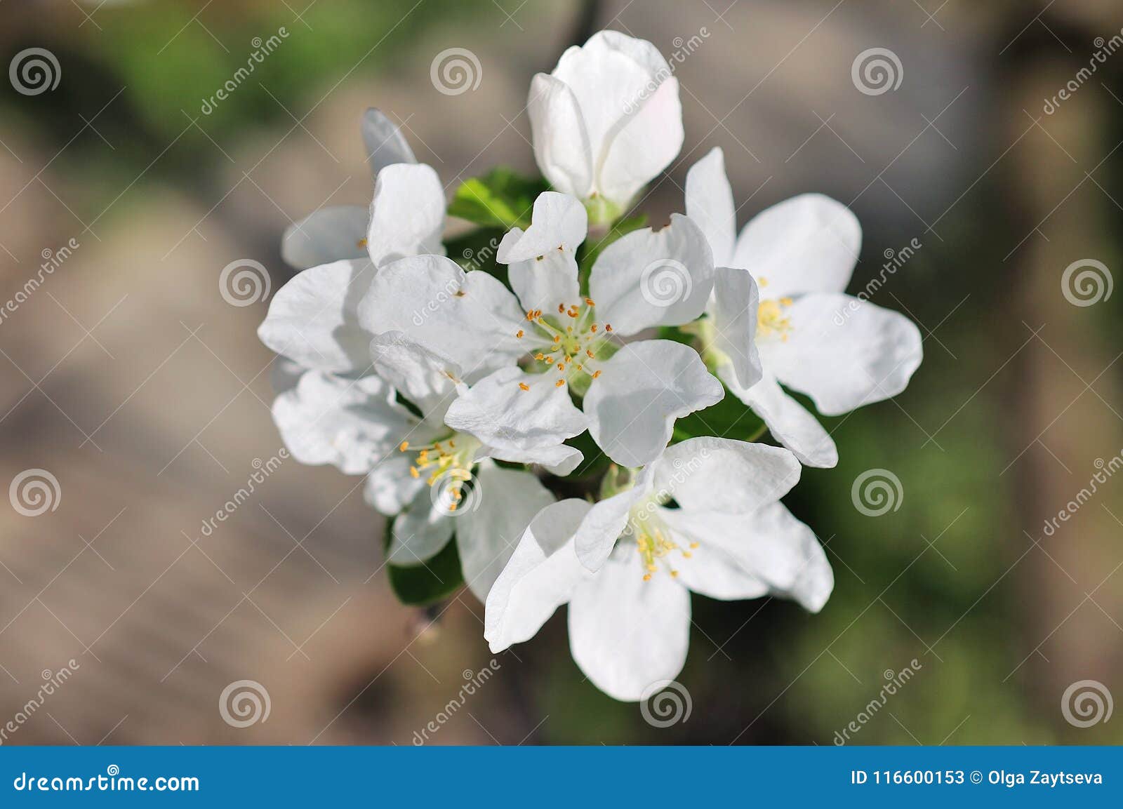 Apple Tree Branch in Spring Bloom Stock Image - Image of gardening ...