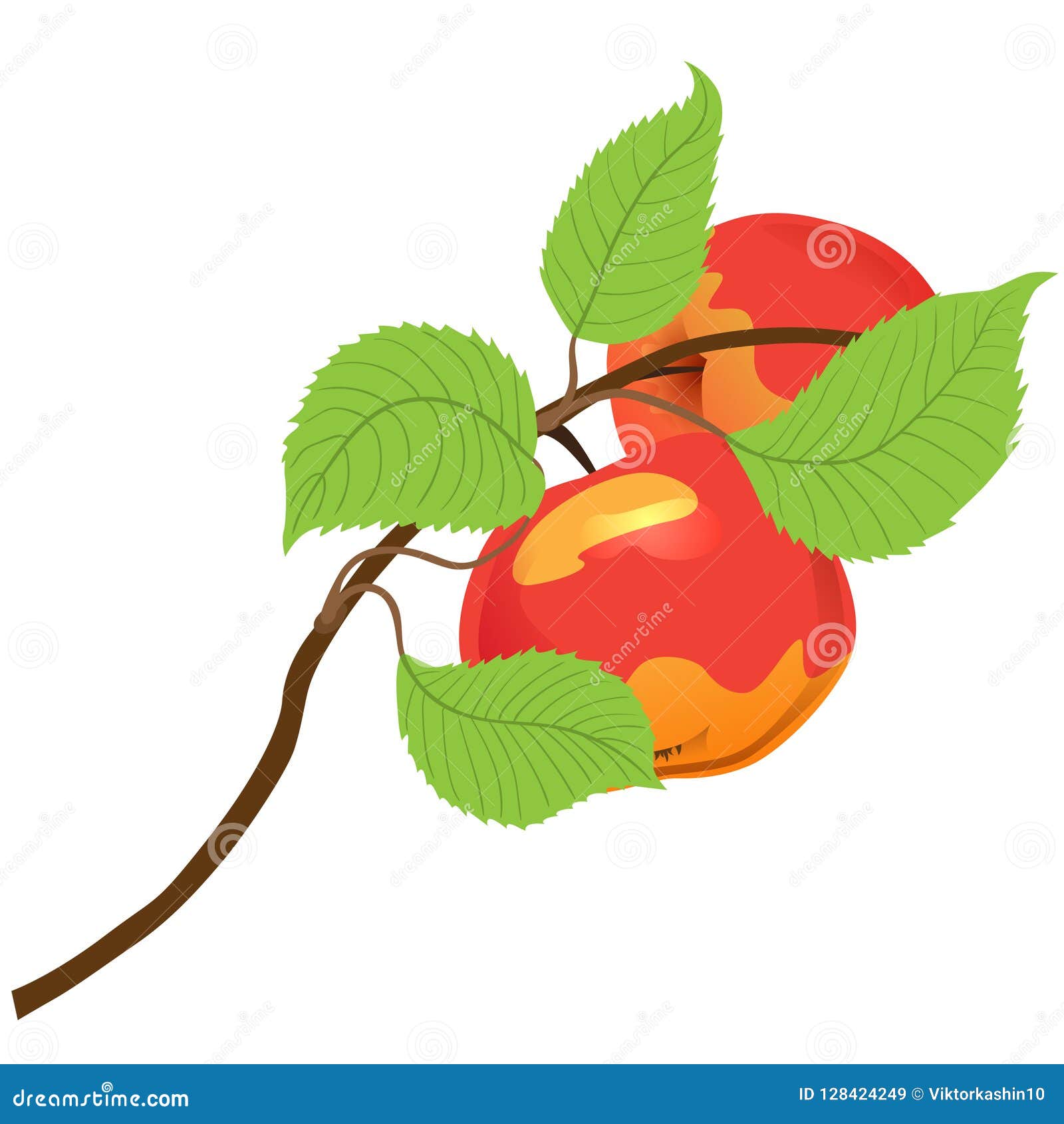 Apple-tree Branch with Two Red Apples. Vector Illustration. Isolated ...