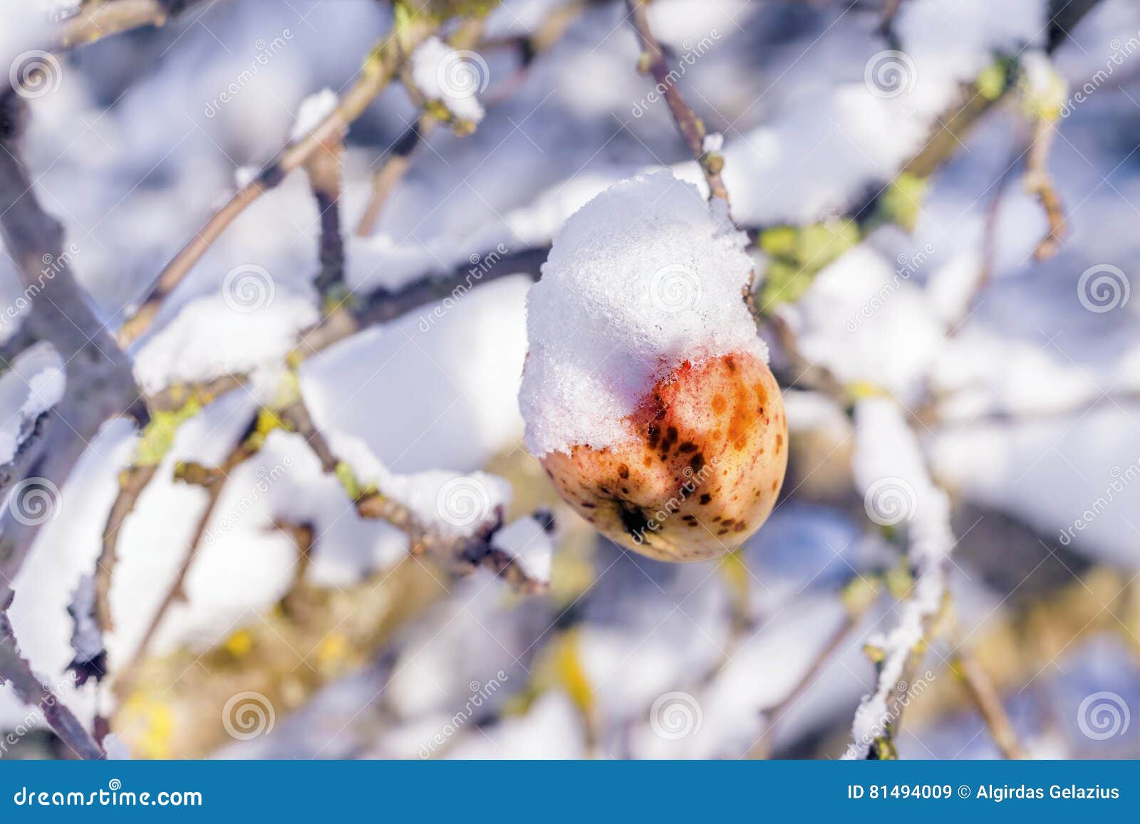 Apple on a Tree Branch in Winter Stock Image - Image of environment ...
