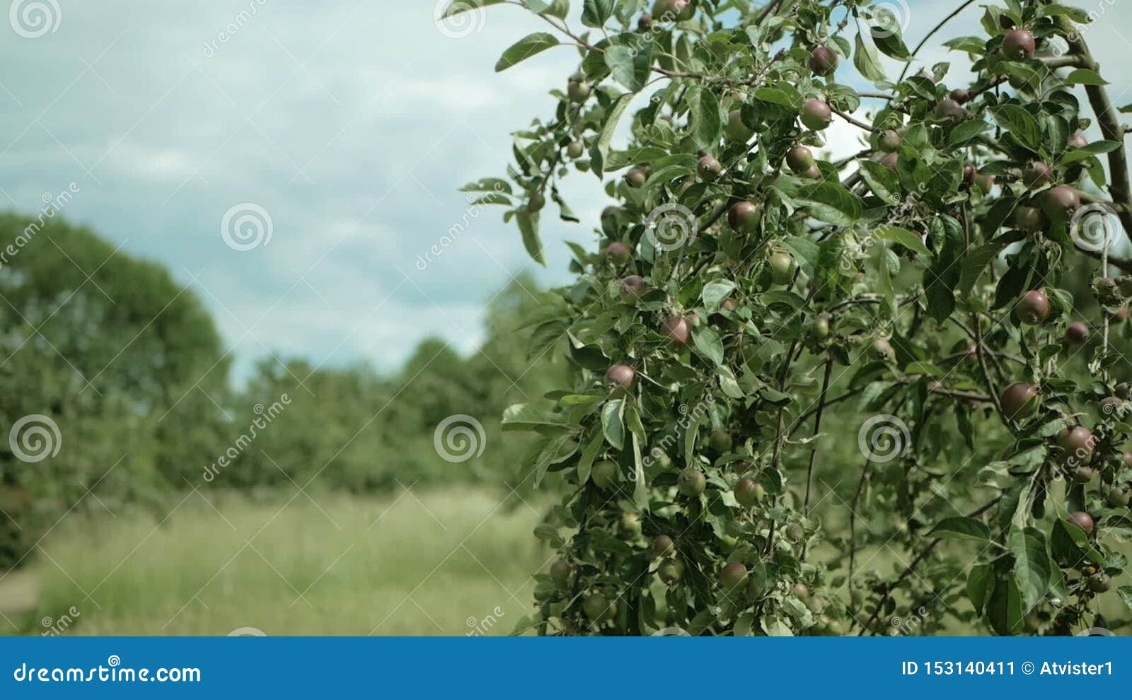 Apple Tree Branches with Apples Swaying in the Wind Stock Video - Video ...