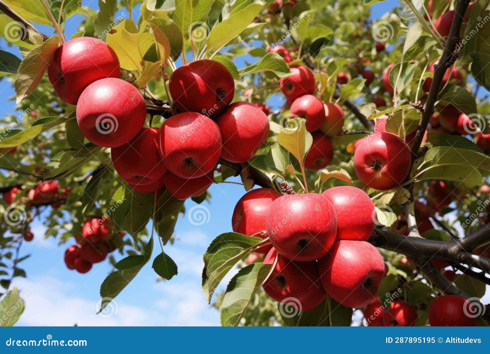 Apple Tree Branches Full of Juicy Red Apples Stock Illustration ...