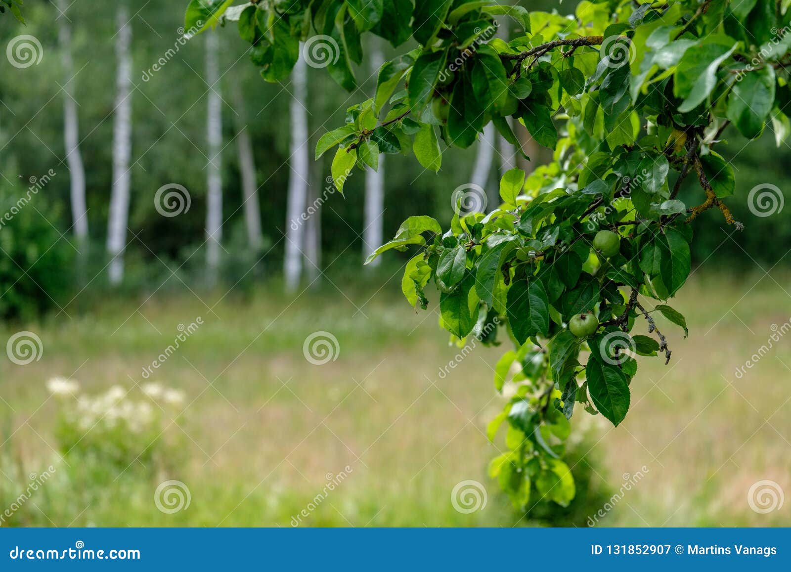 Apple Tree Branches in Green Summer Day with Rain Stock Image - Image ...