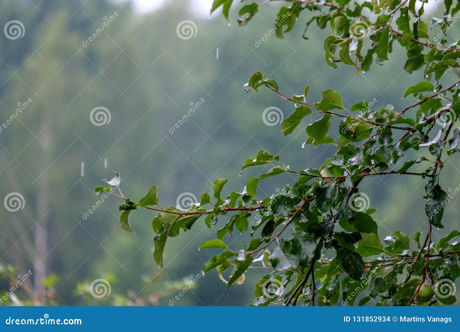 Apple Tree Branches in Green Summer Day with Rain Stock Photo - Image ...