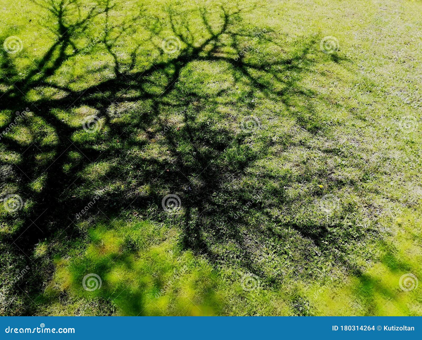 Tree Branches Shadow on the Green Grass. Nature Abstract Background ...