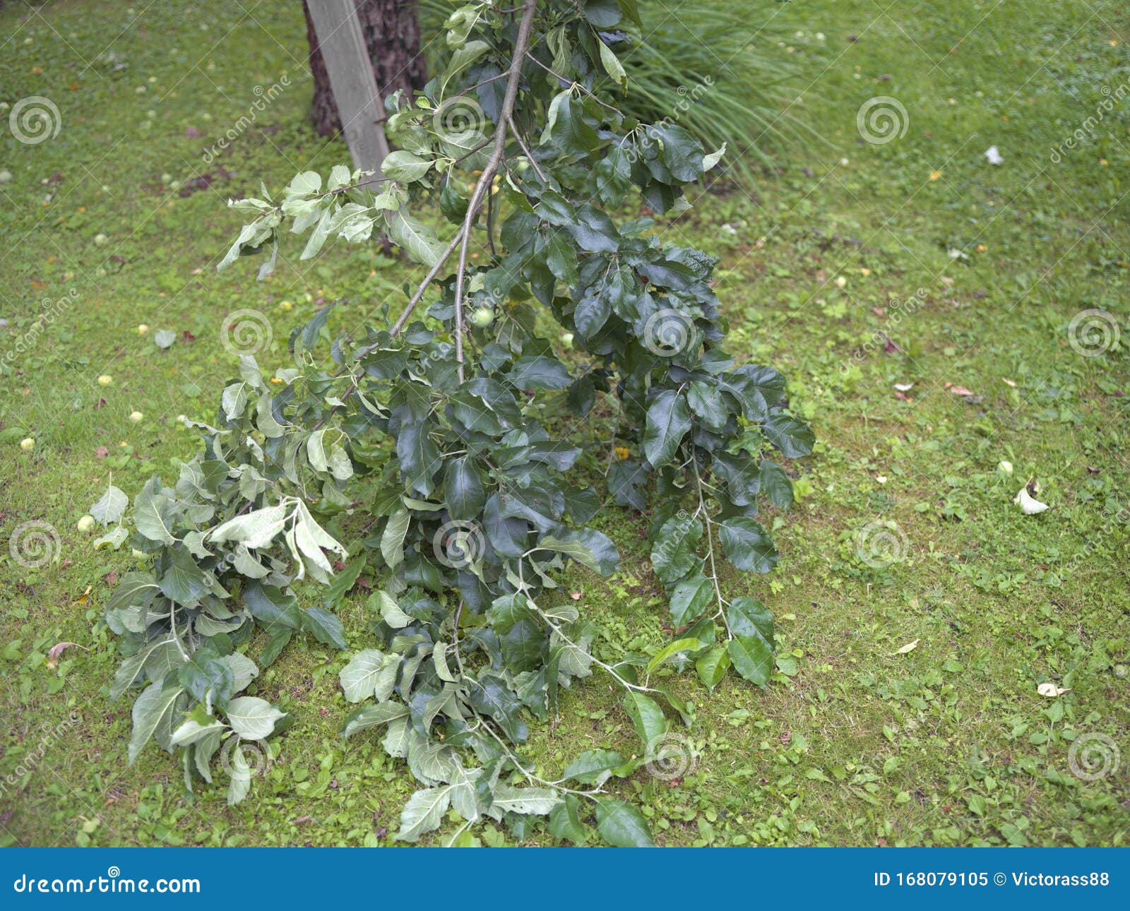 Apple Tree with Broken Branch Stock Image - Image of apple, leaf: 168079105