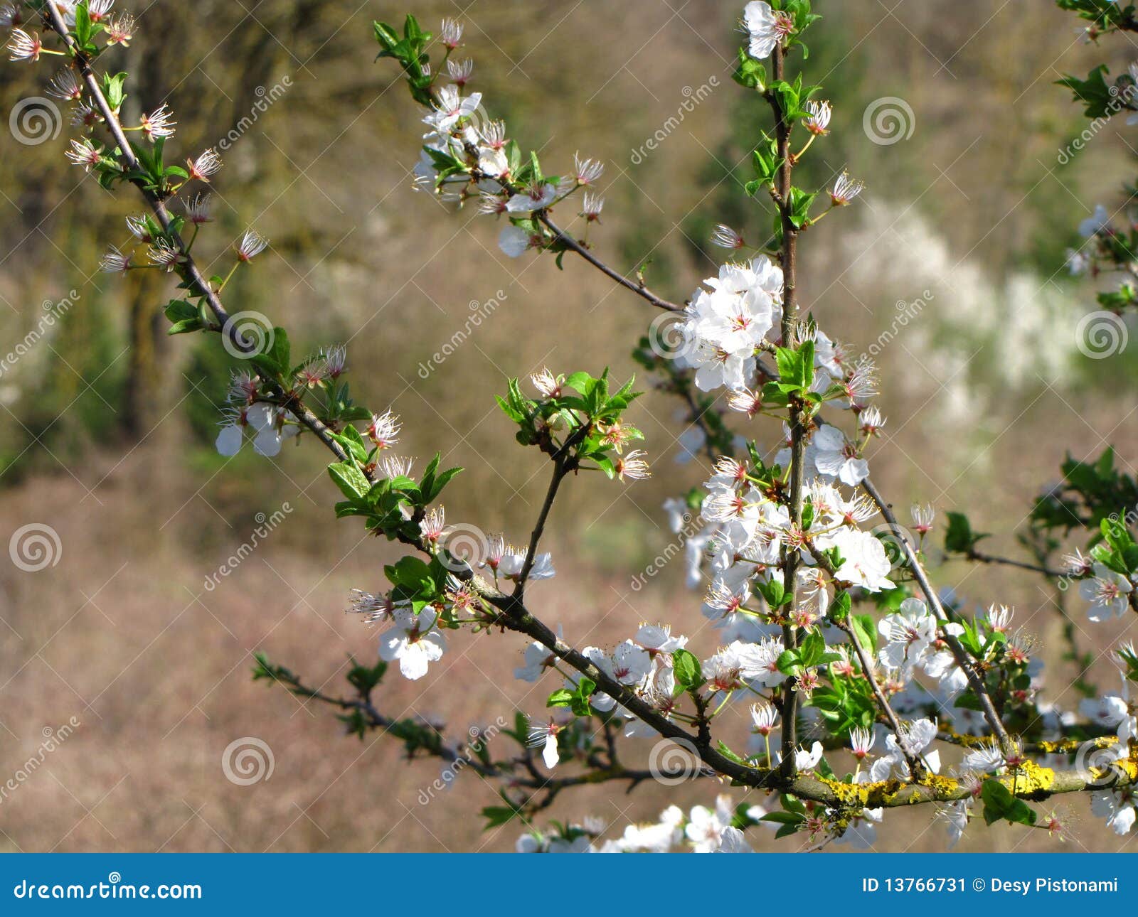 Apple tree brunch stock image. Image of growth, blooming - 13766731
