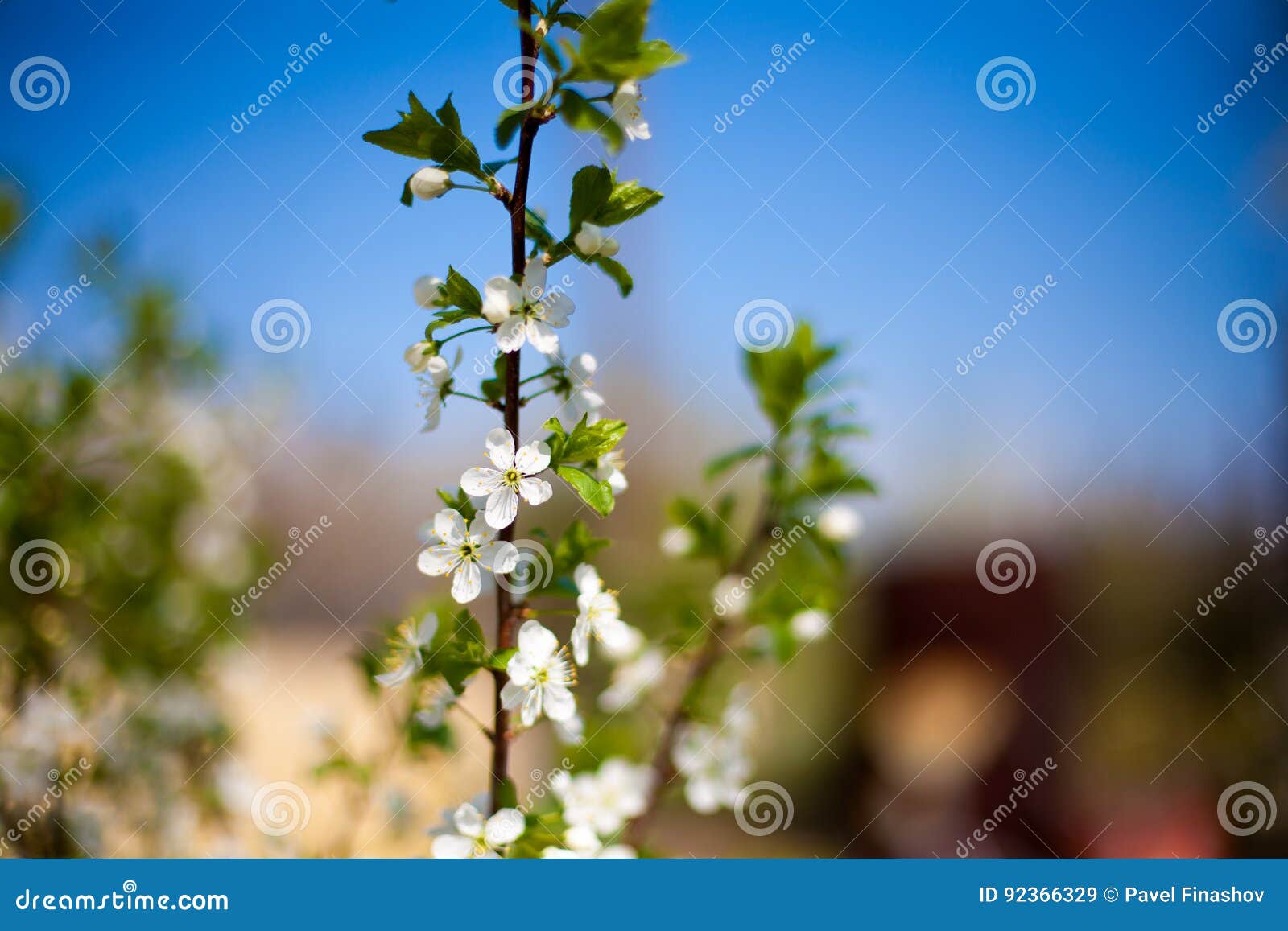 Apple tree brunch stock image. Image of color, cherry - 92366329