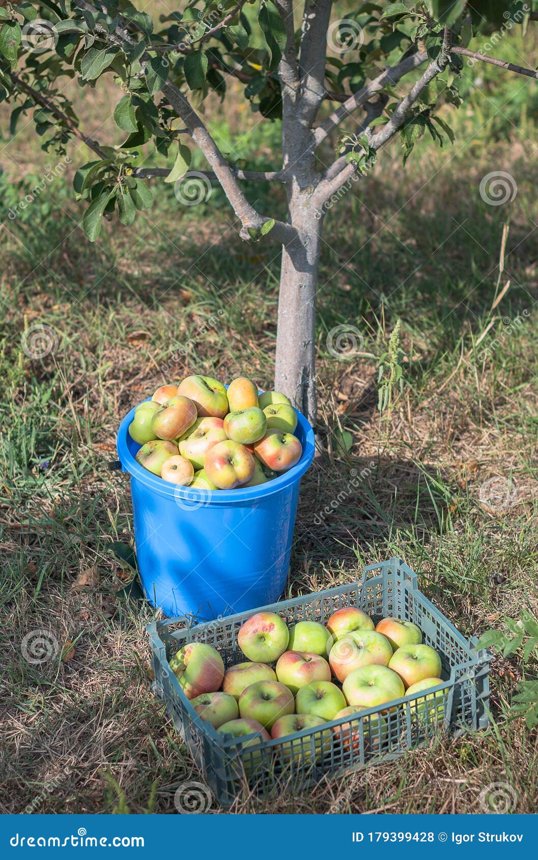 Apple Tree, Bucket and Box with Apples Stock Photo - Image of gardening ...
