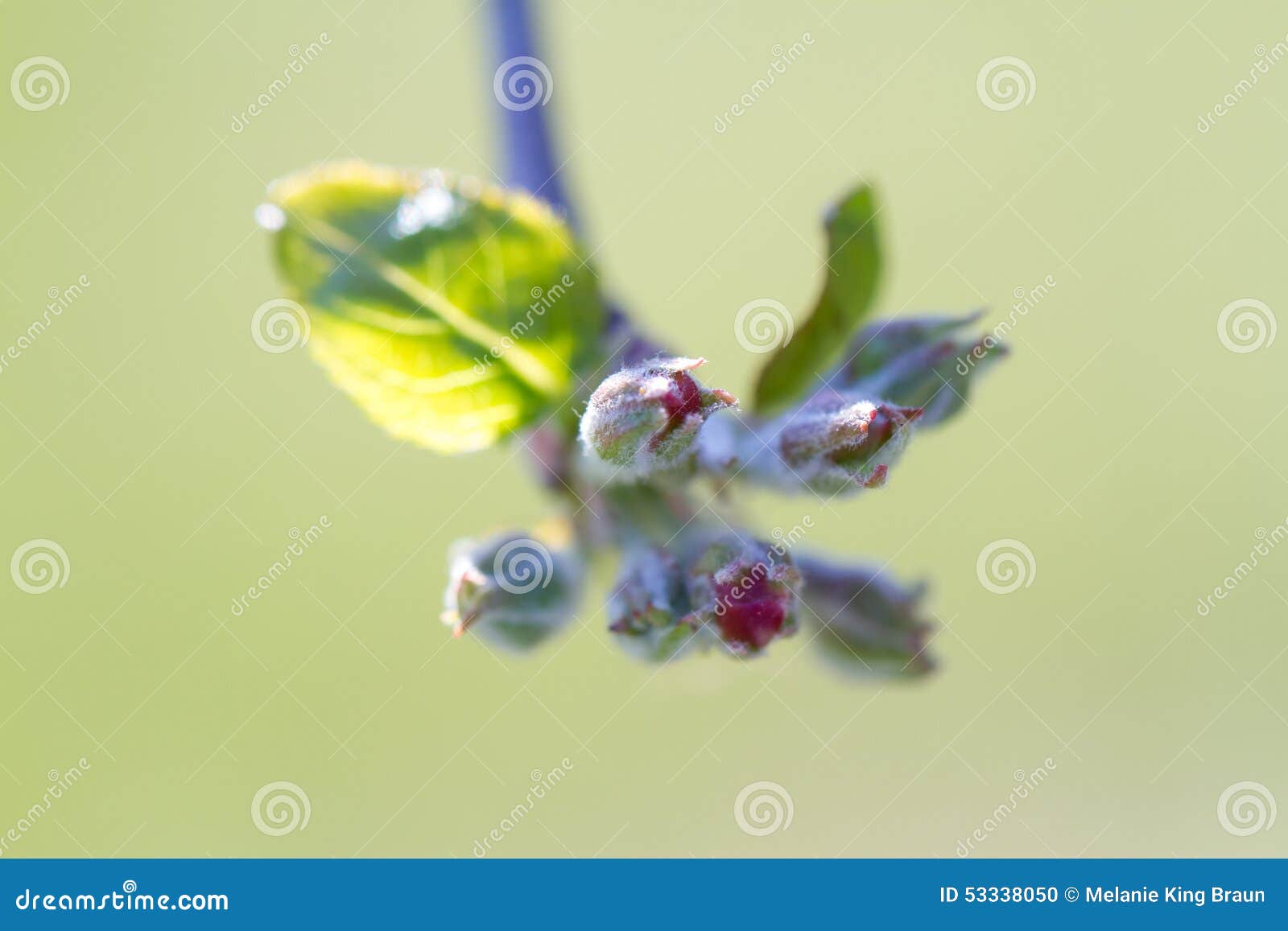 Apple tree bud stock photo. Image of nature, spring, bright - 53338050