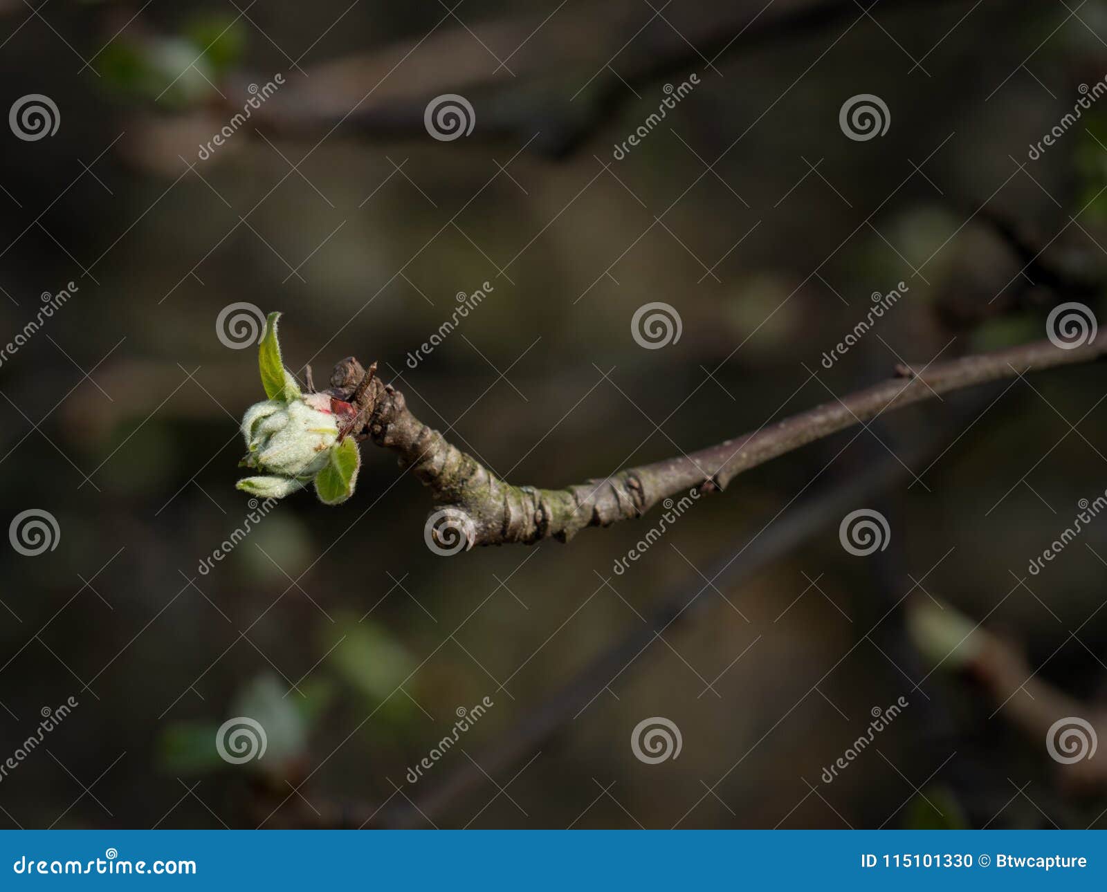 Apple tree bud on twig stock photo. Image of dendrology - 115101330