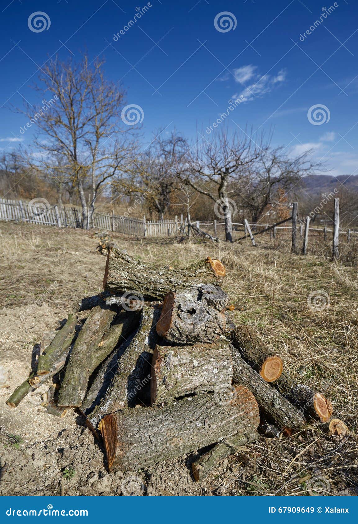 Apple tree chopped stock image. Image of chopped, apple - 67909649