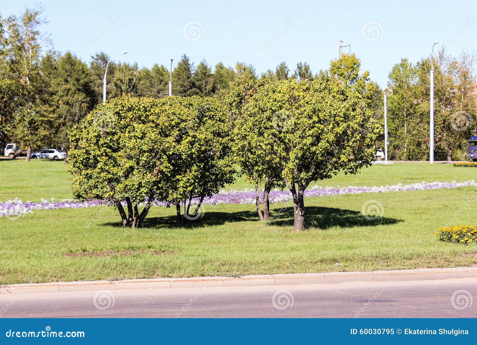 Apple-tree on the square stock image. Image of garden - 60030795