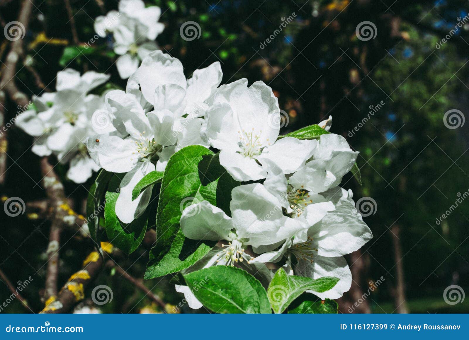 Apple Tree, Close-up. Image of Blossoming Tree Stock Image - Image of ...