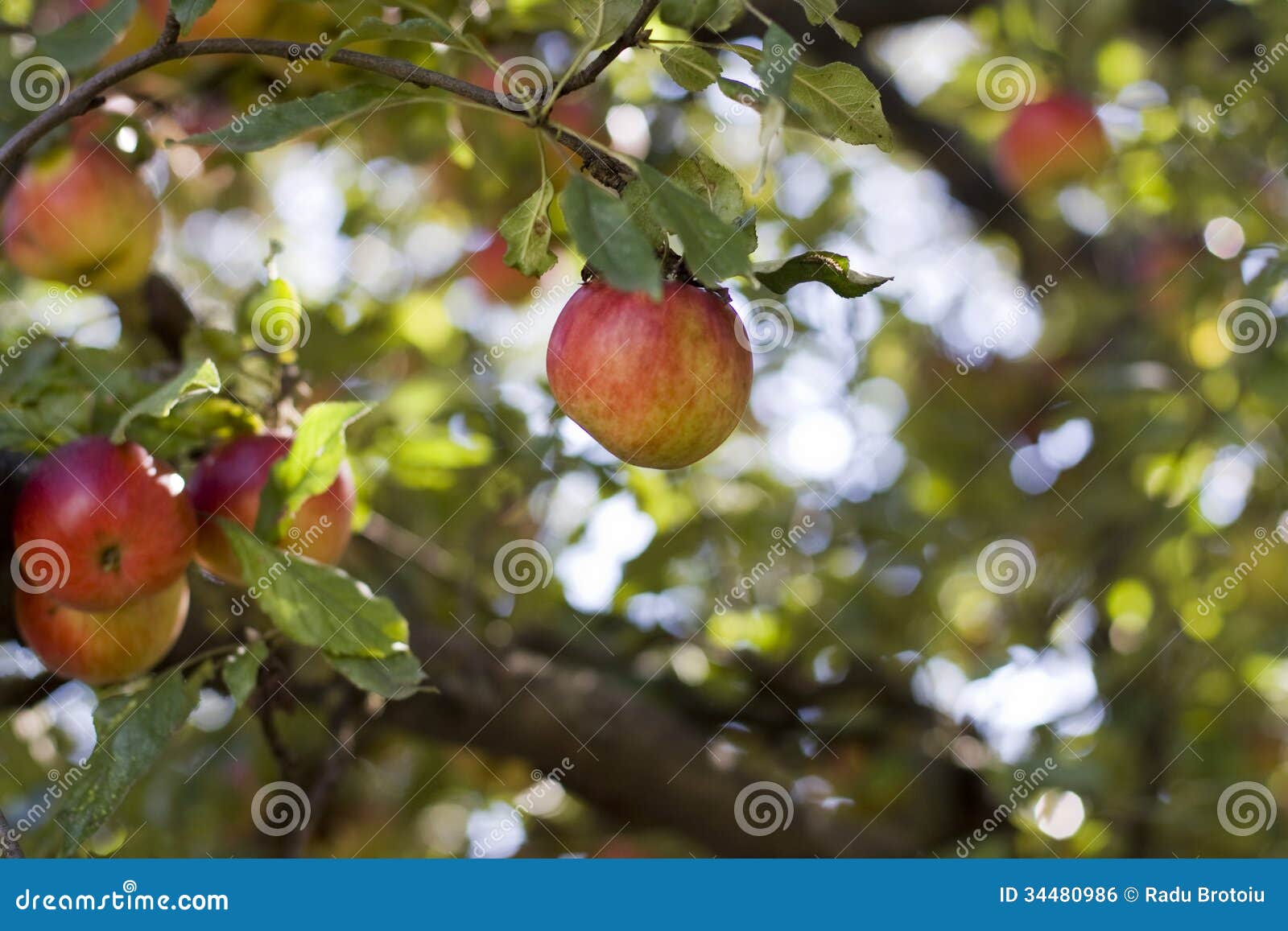 Apple tree stock photo. Image of variety, ripe, apple - 34480986