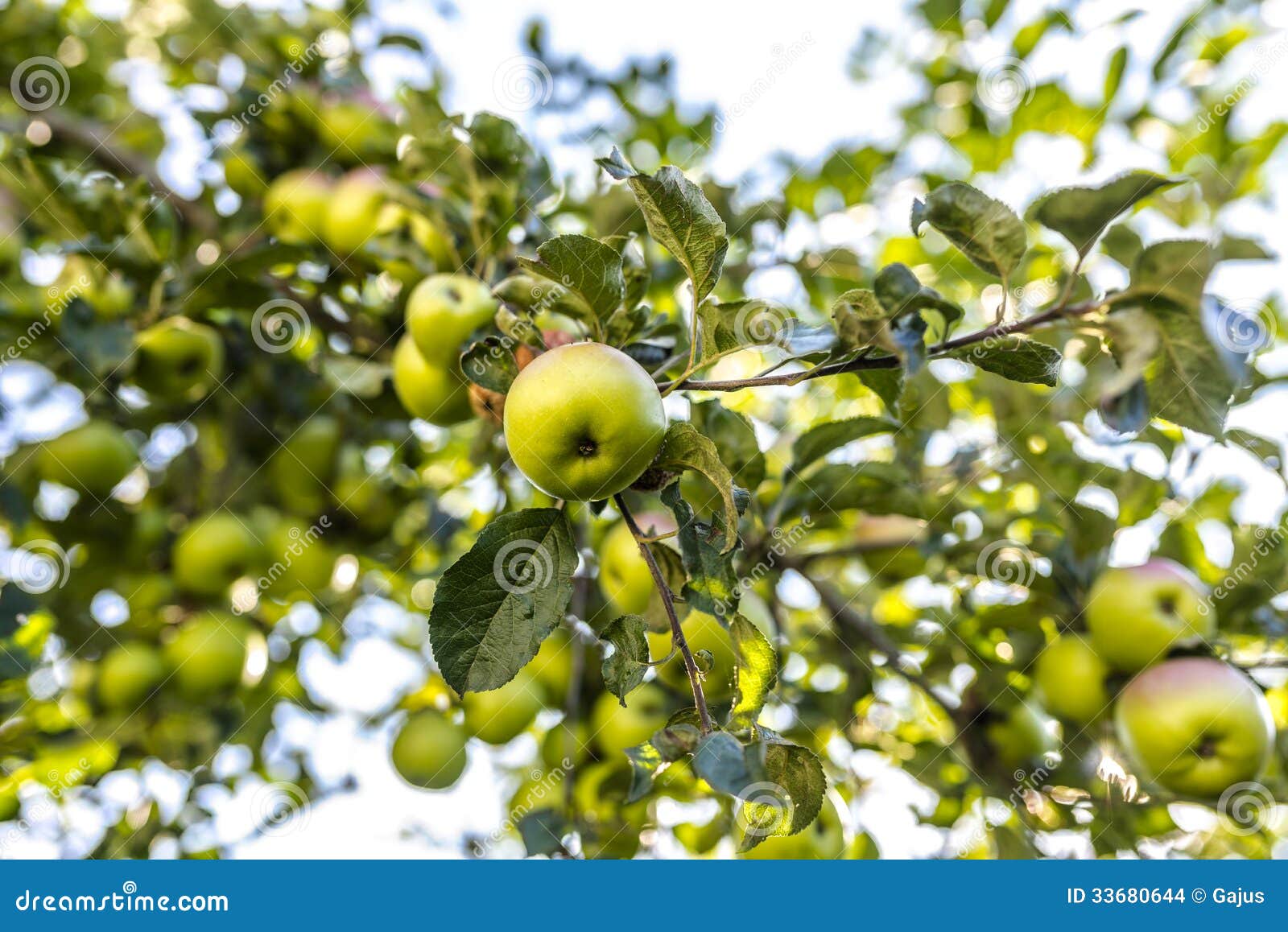 Apple tree closeup stock photo. Image of crop, leaf, ripe - 33680644