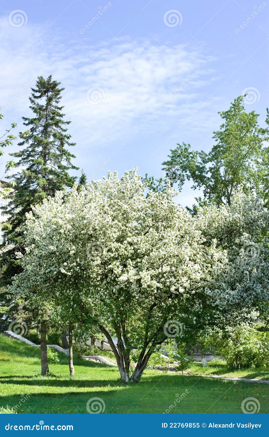 Apple-tree in color stock image. Image of garden, close - 22769855
