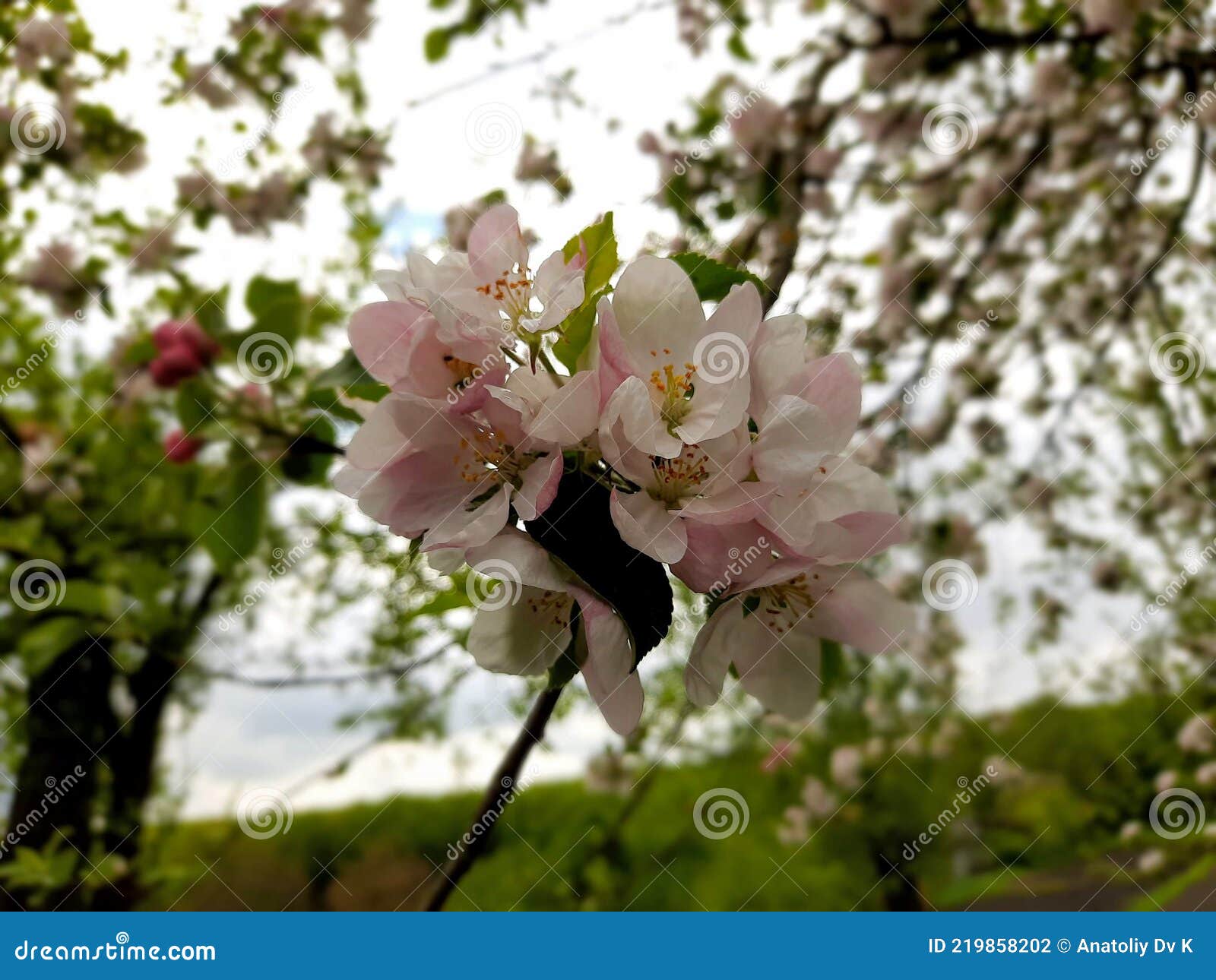 Apple Tree Color in the Garden Stock Photo - Image of pink, plant ...