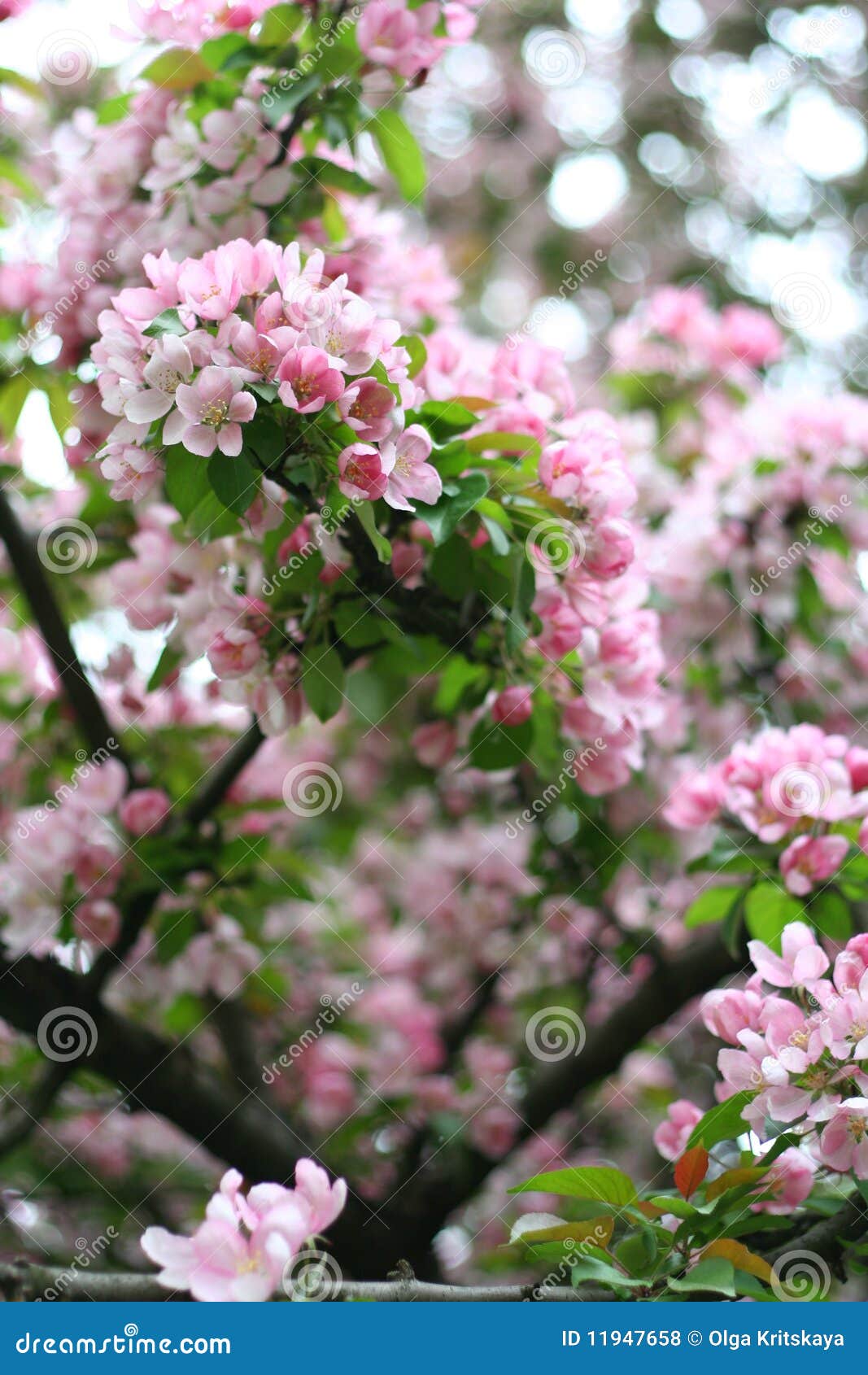 Apple-tree in colour stock photo. Image of flowers, nature - 11947658