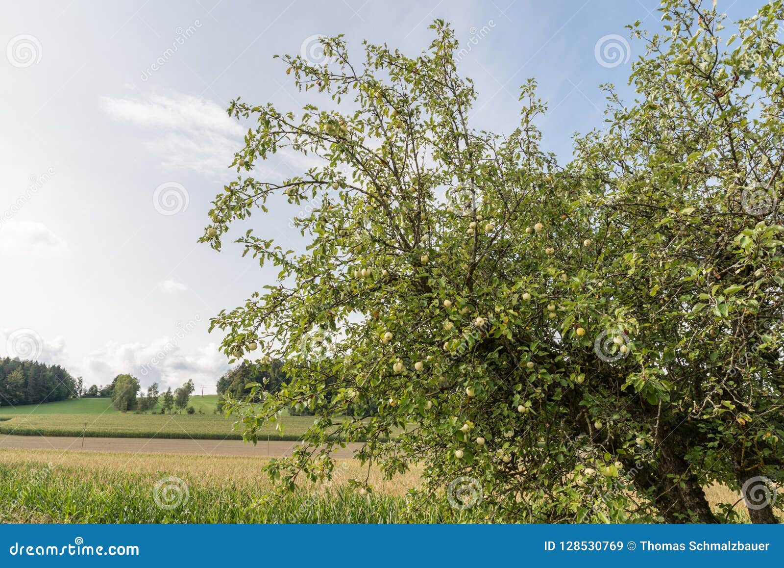 Apple Tree and Corn Field in the Bavarian Forest, Germany Stock Image ...