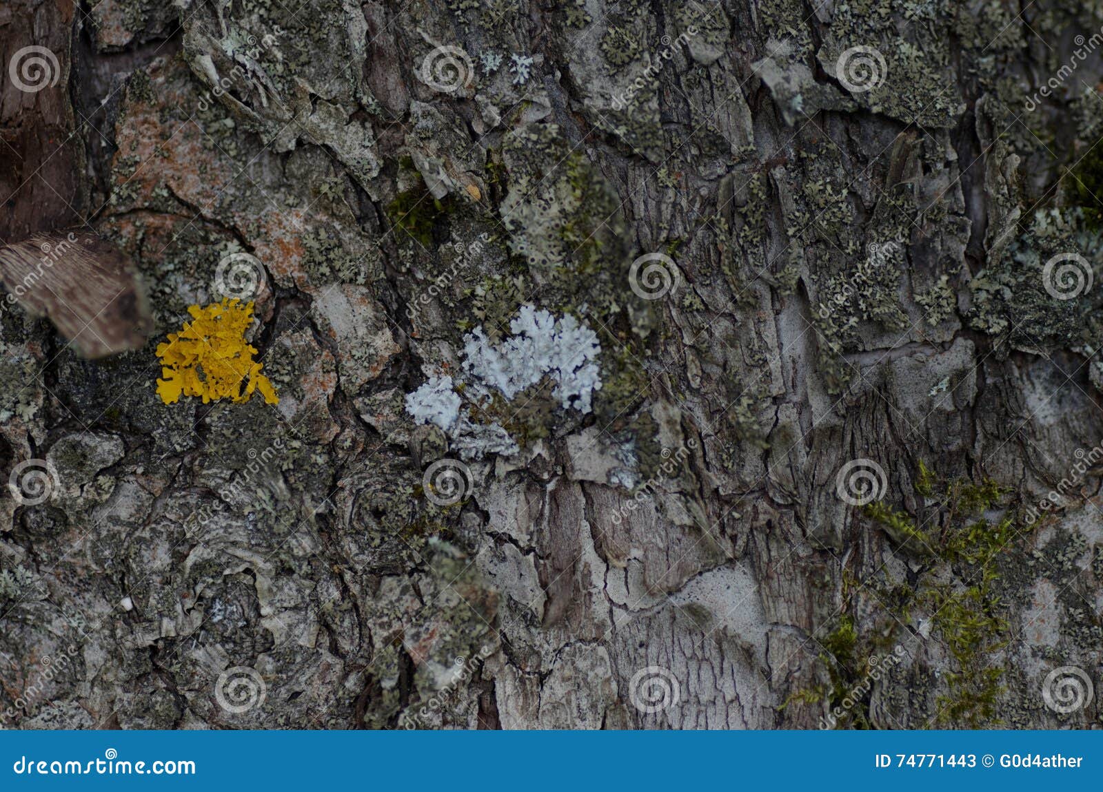 Apple tree cortex stock image. Image of nature, ancient - 74771443