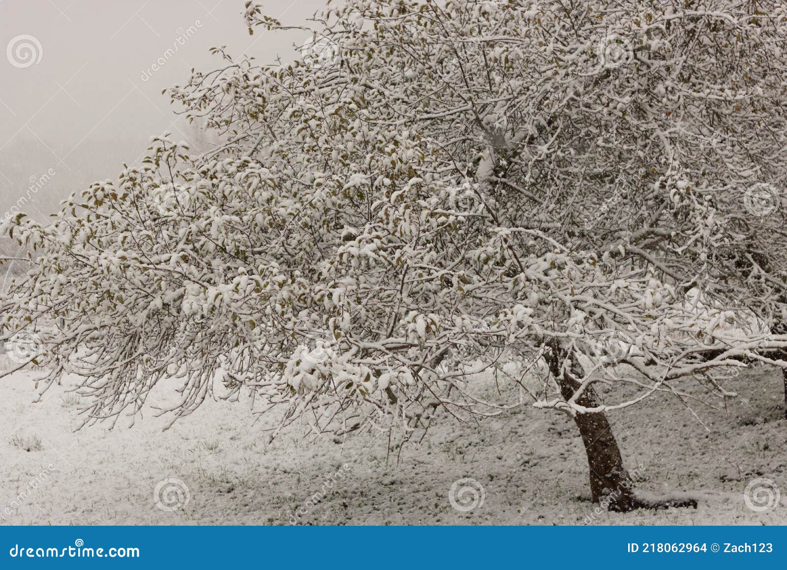 A Apple Tree Covered in Snow Stock Photo - Image of snow, white: 218062964