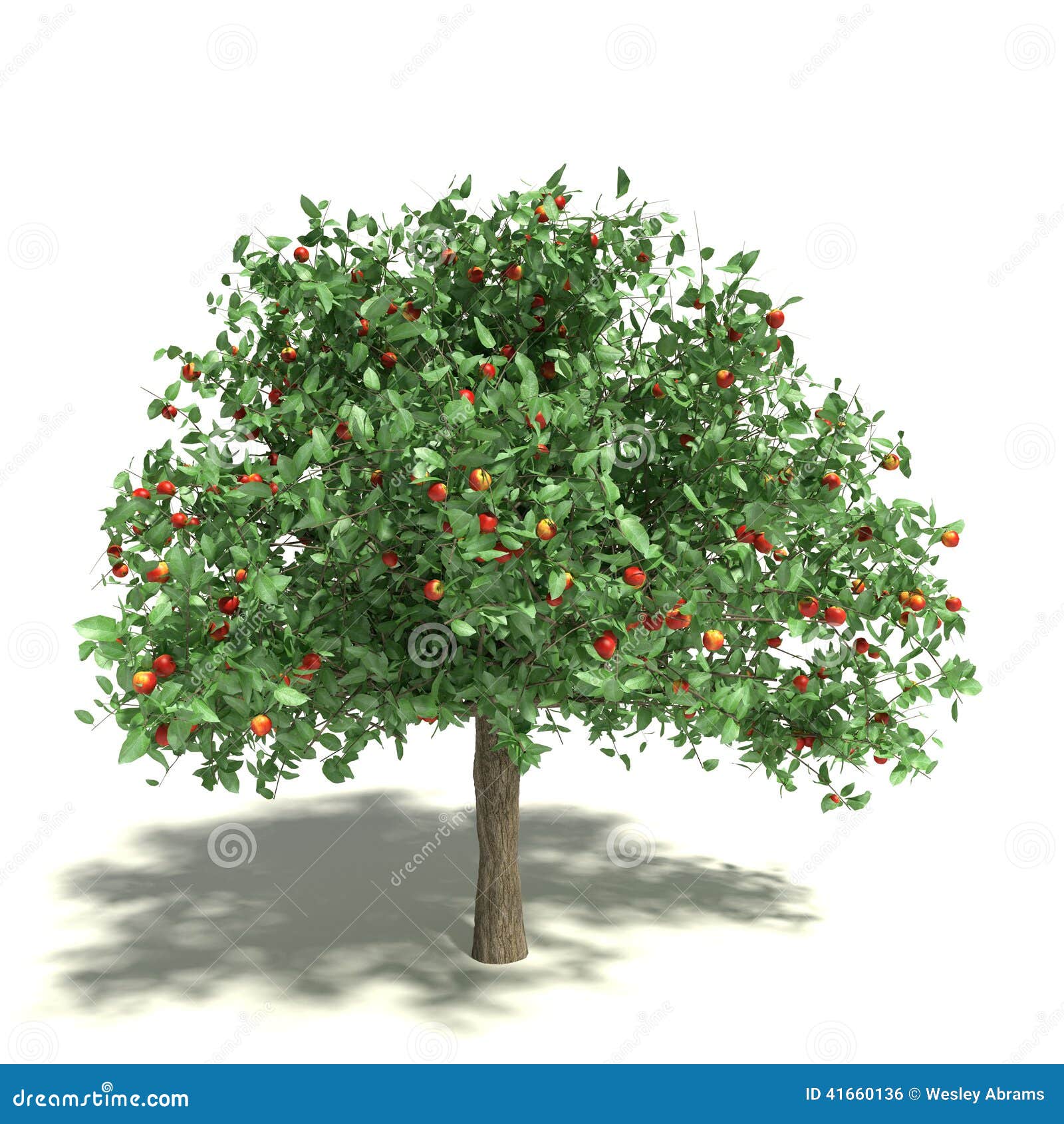 Apple Tree stock illustration. Illustration of summer - 41660136