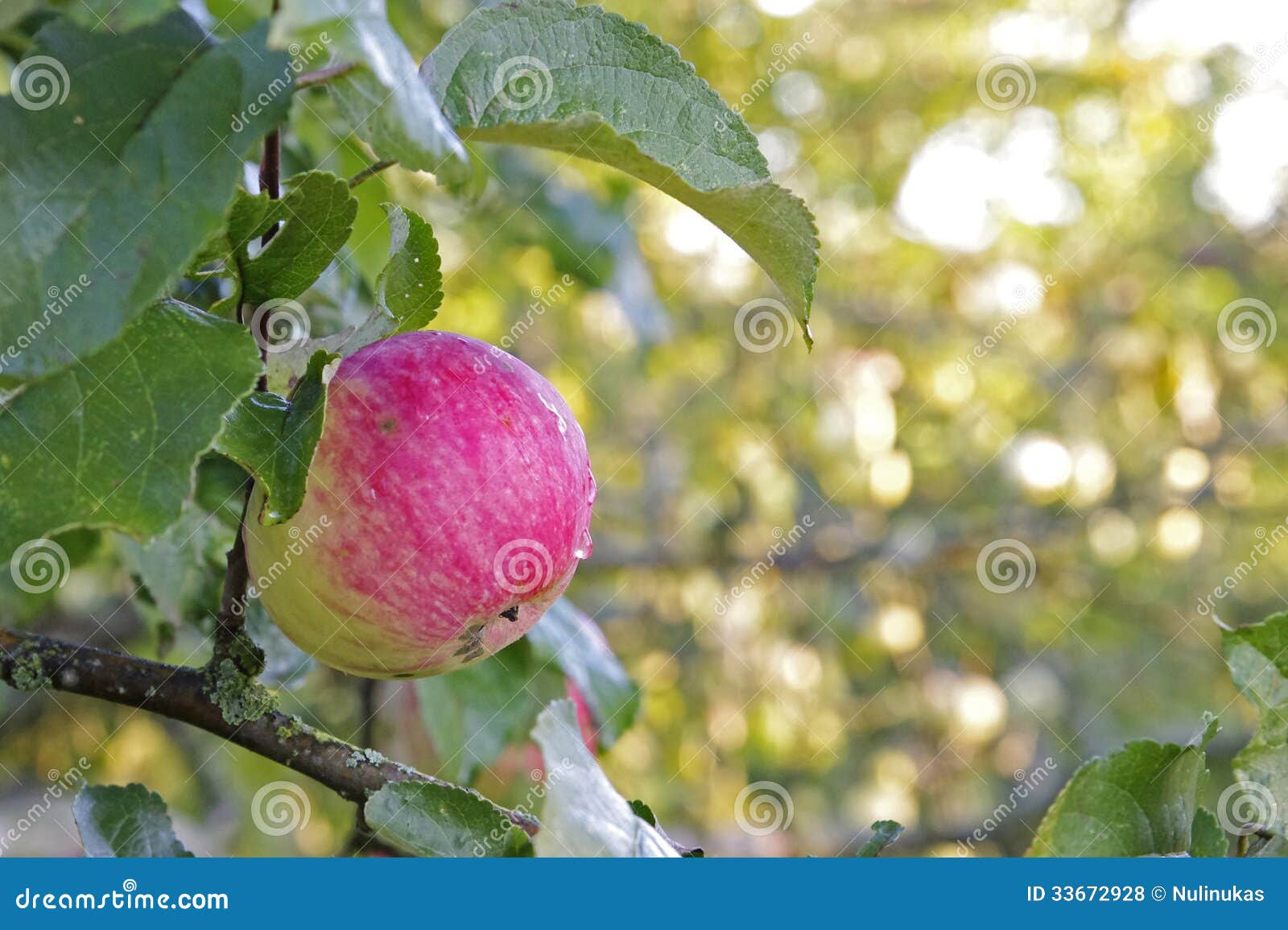 Apple on tree stock photo. Image of bunch, farm, delicious - 33672928