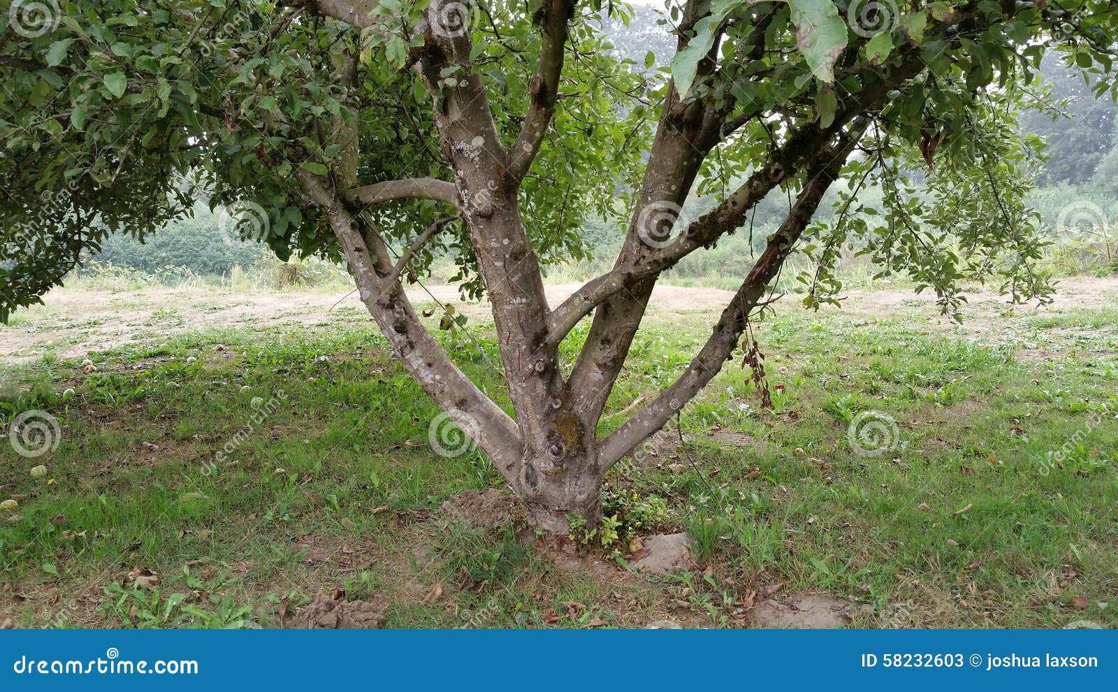 Apple tree park stock image. Image of apples, park, river - 58232603