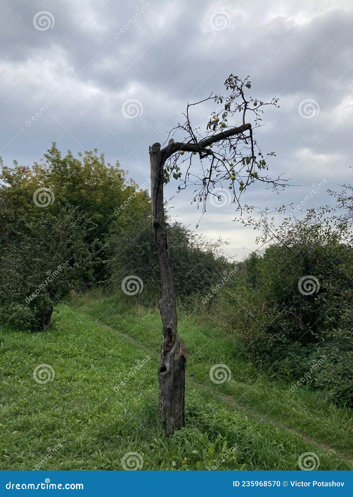 Apple tree stock photo. Image of nature, tree, dying - 235968570