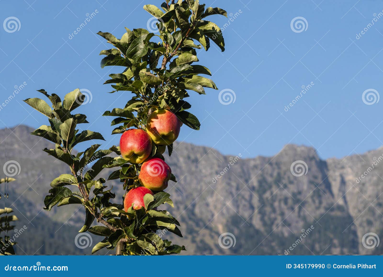 Apple Tree, Espalier Fruit before Mountain Stock Photo - Image of copy ...