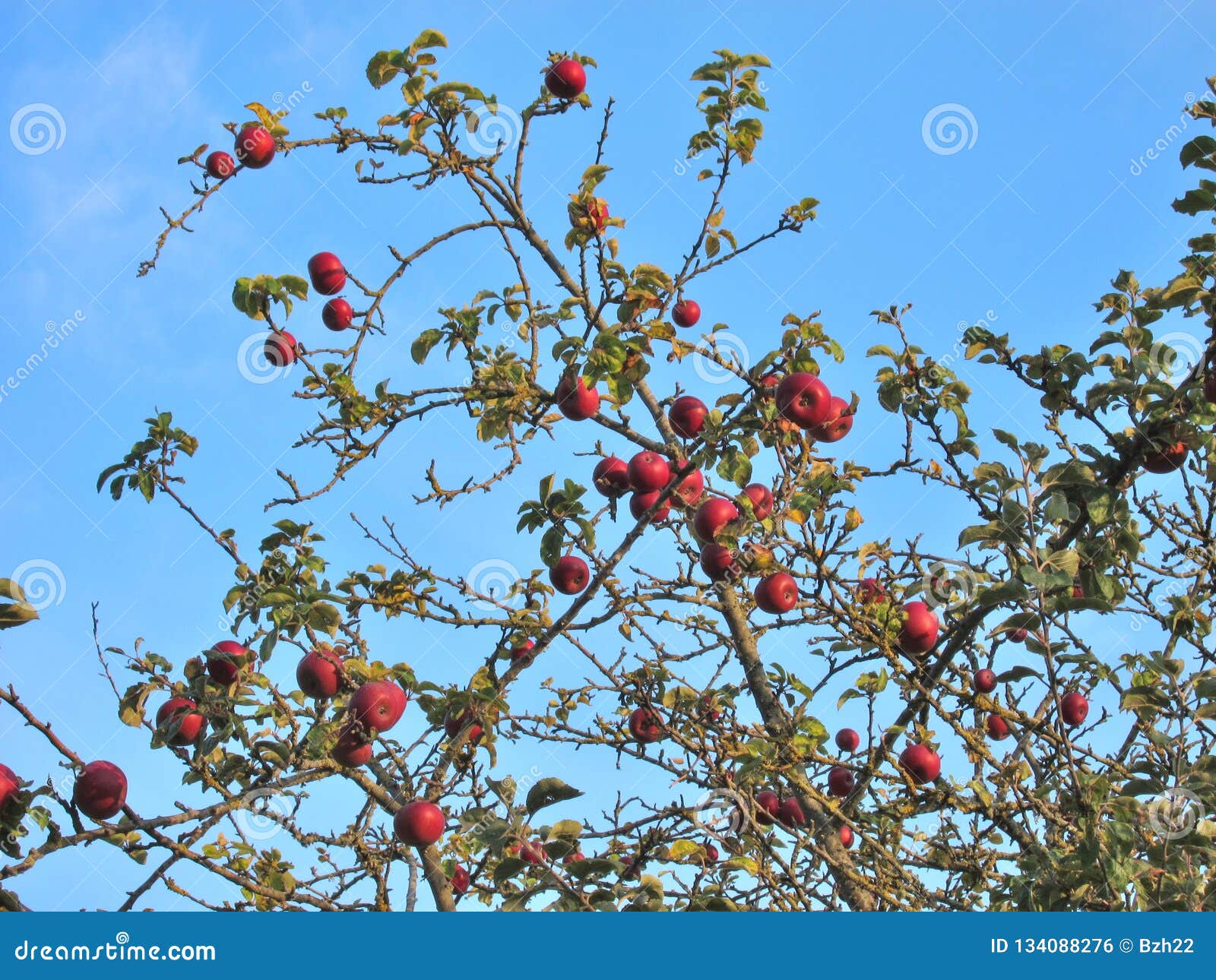 Apple tree at fall stock photo. Image of apple, plant - 134088276