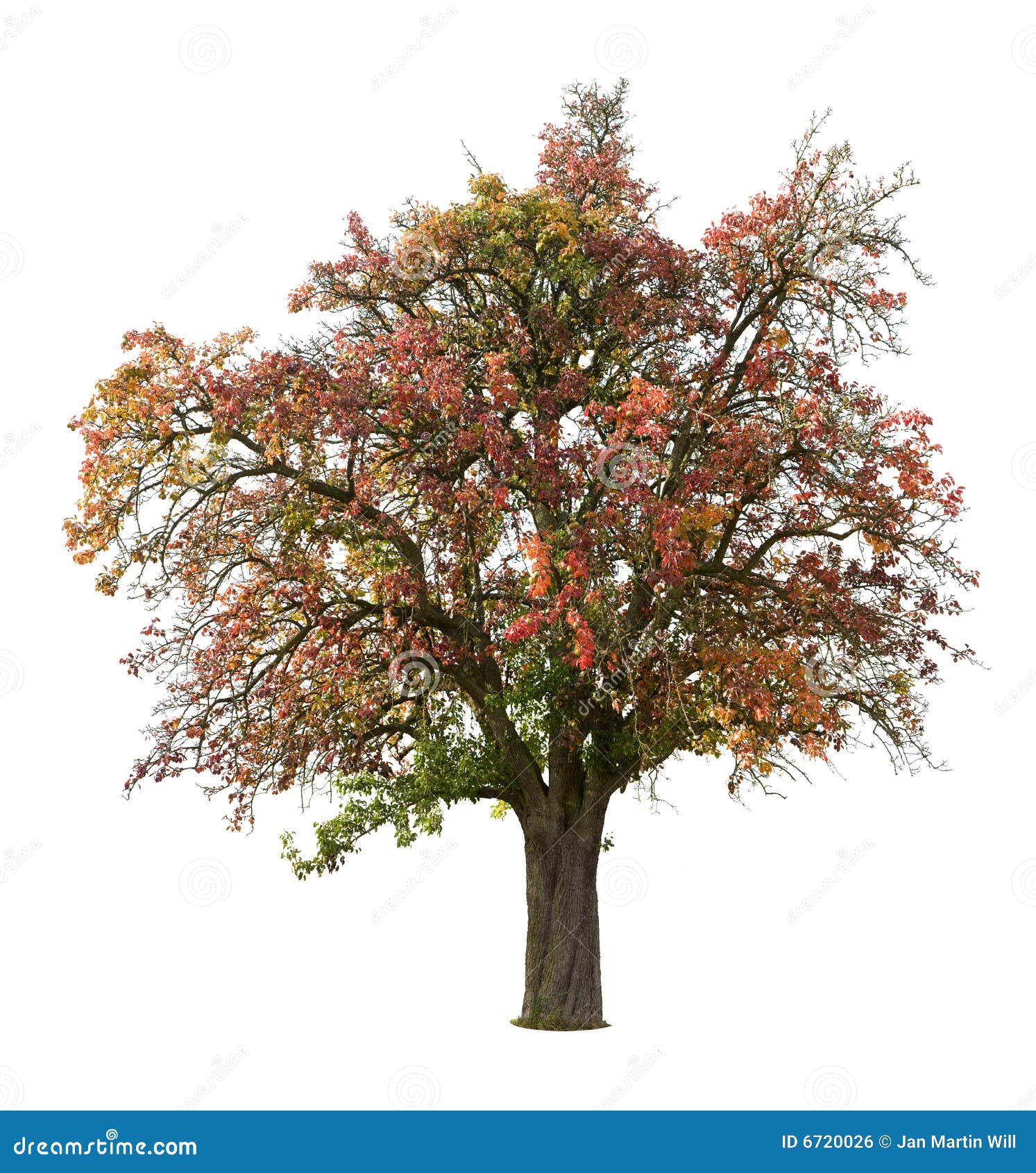 Apple tree in fall stock photo. Image of plant, leaves - 6720026