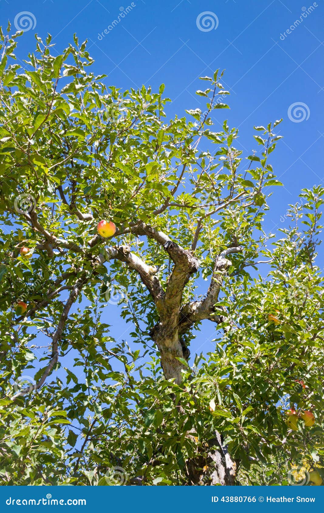 Apple Tree in Fall stock photo. Image of vibrant, picking - 43880766