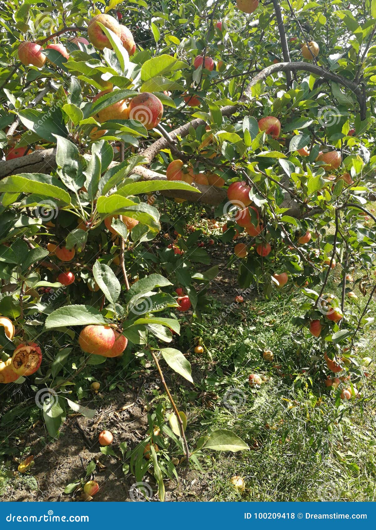 Apple tree stock photo. Image of fall, tree, apple, picking - 100209418