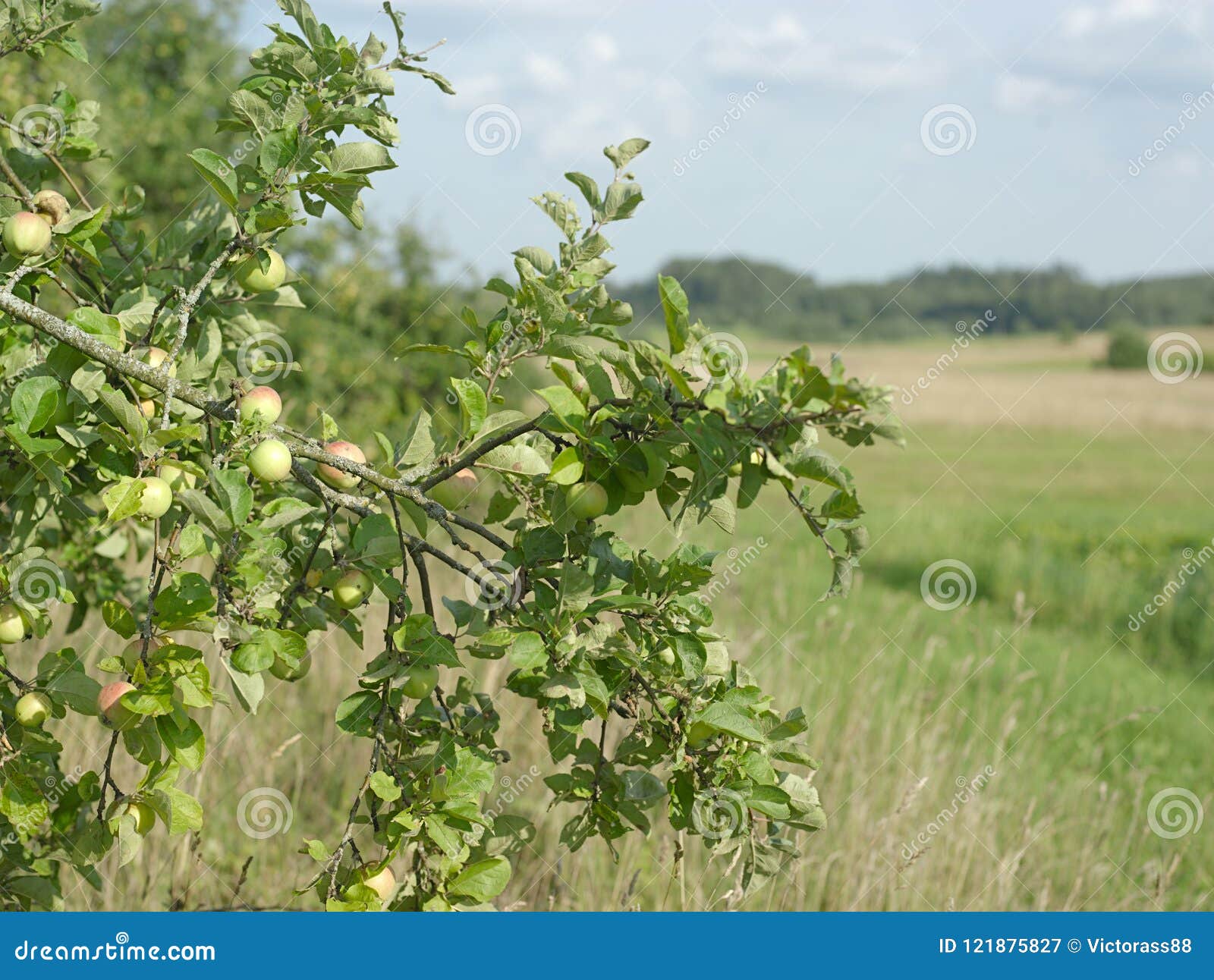 Apple Tree in Field stock image. Image of outside, fruits - 121875827
