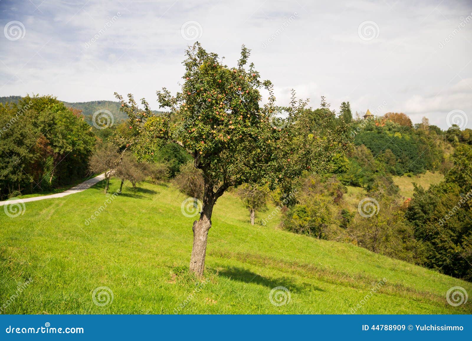 Apple-tree in the field stock image. Image of garden - 44788909