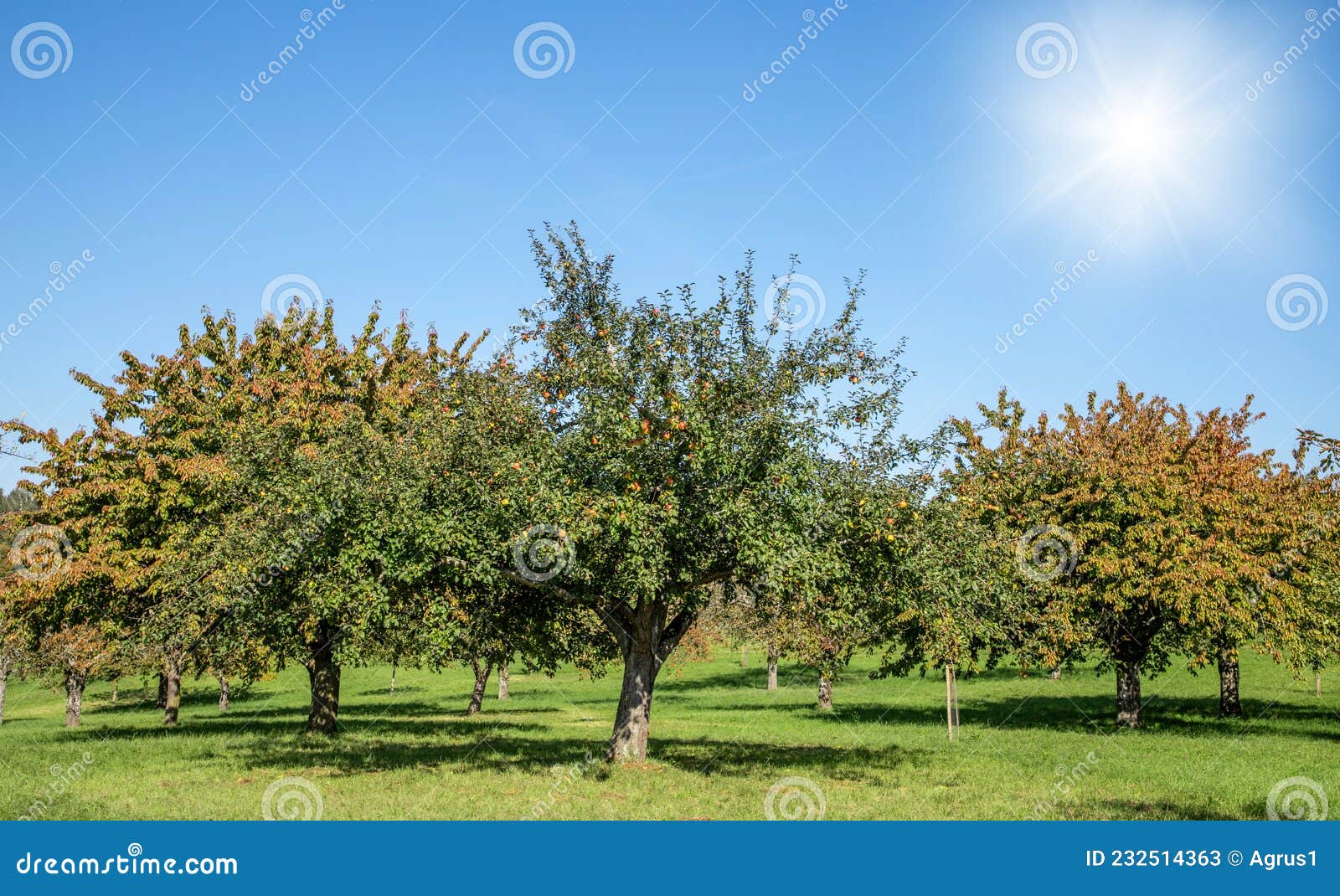 Apple tree in the field stock image. Image of plant - 232514363