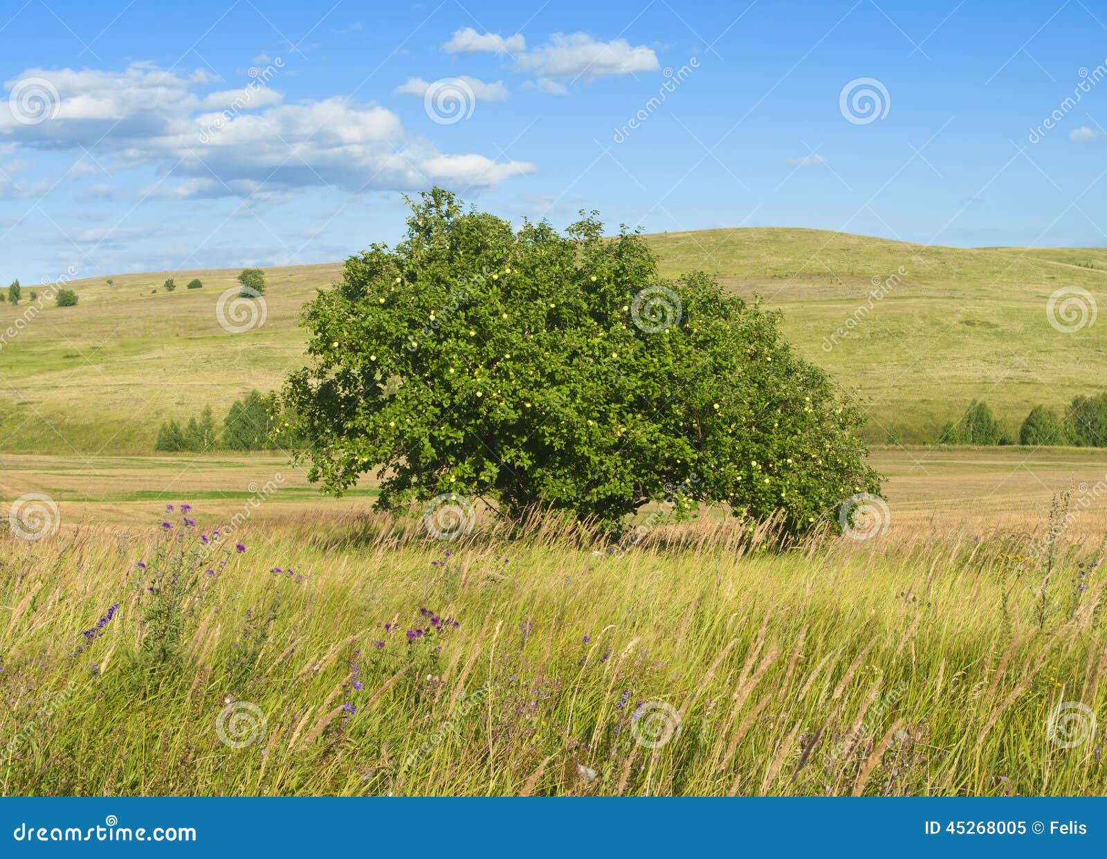 Apple tree on field stock image. Image of blossom, blooming - 45268005