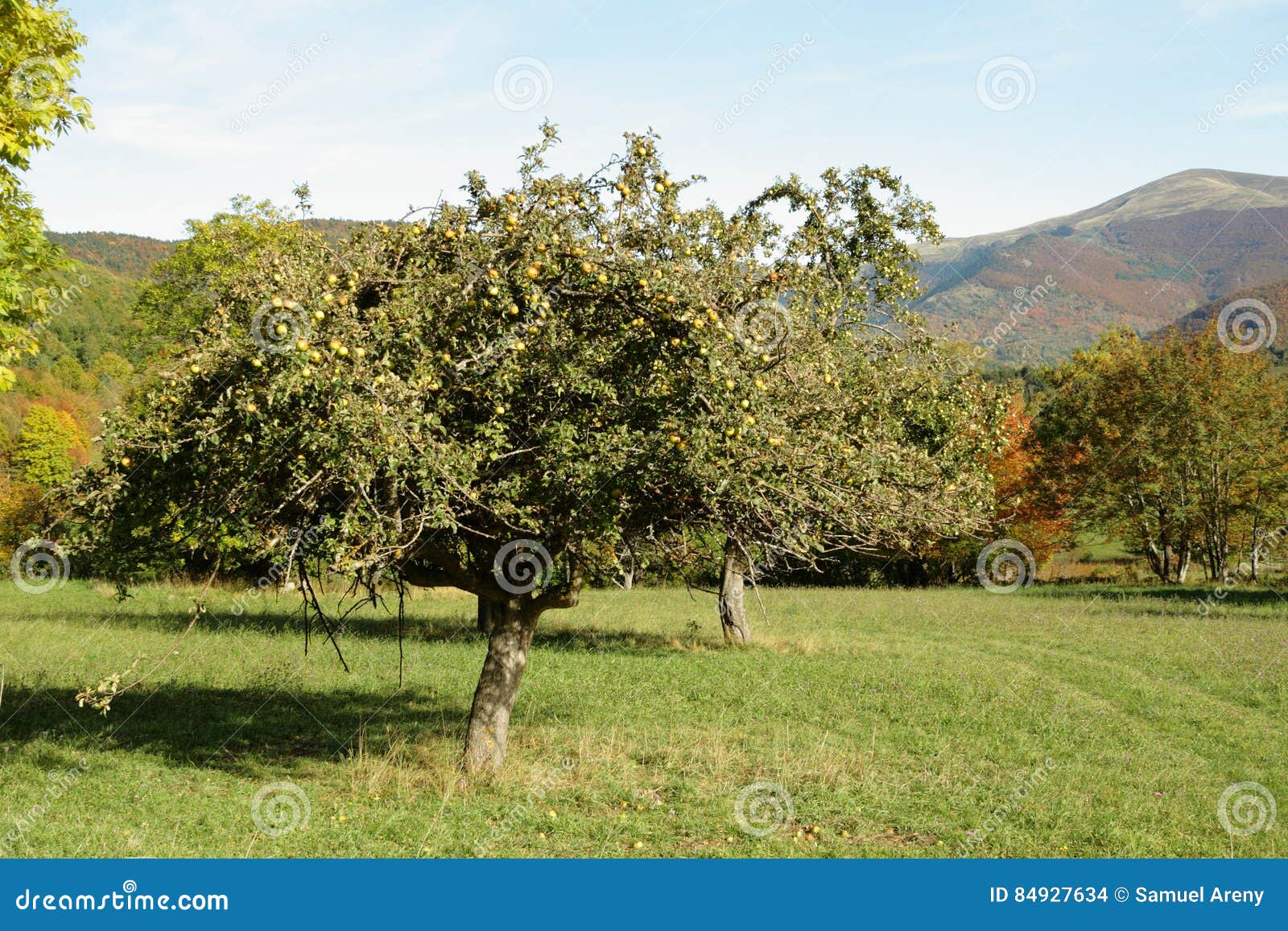 Apple tree stock photo. Image of apples, orchard, fall - 84927634