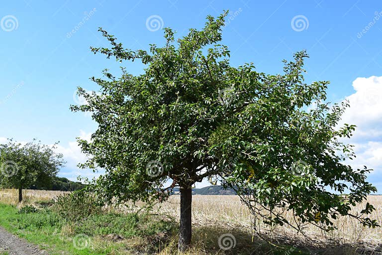 Wind shaped apple tree stock image. Image of garden - 286507449