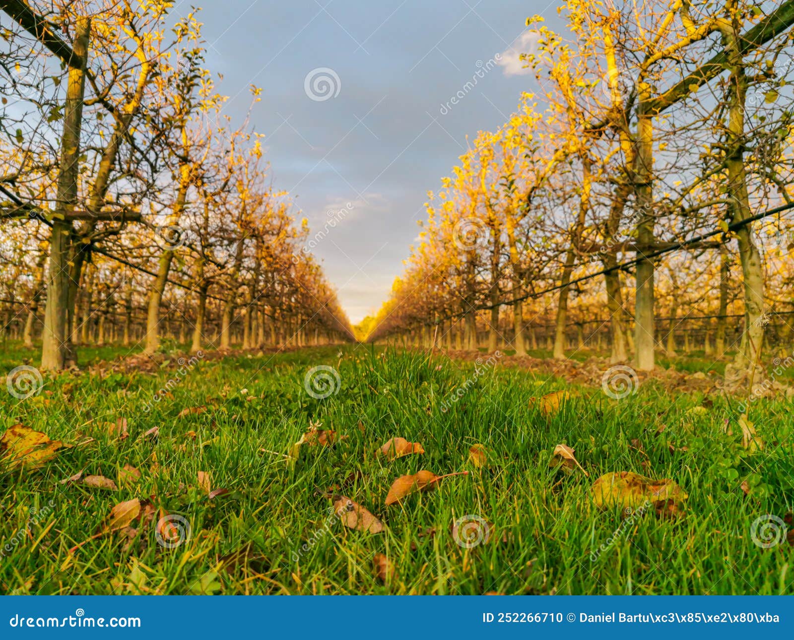 Apple Tree Fields in the Rays of the Setting Sun Stock Photo - Image of ...