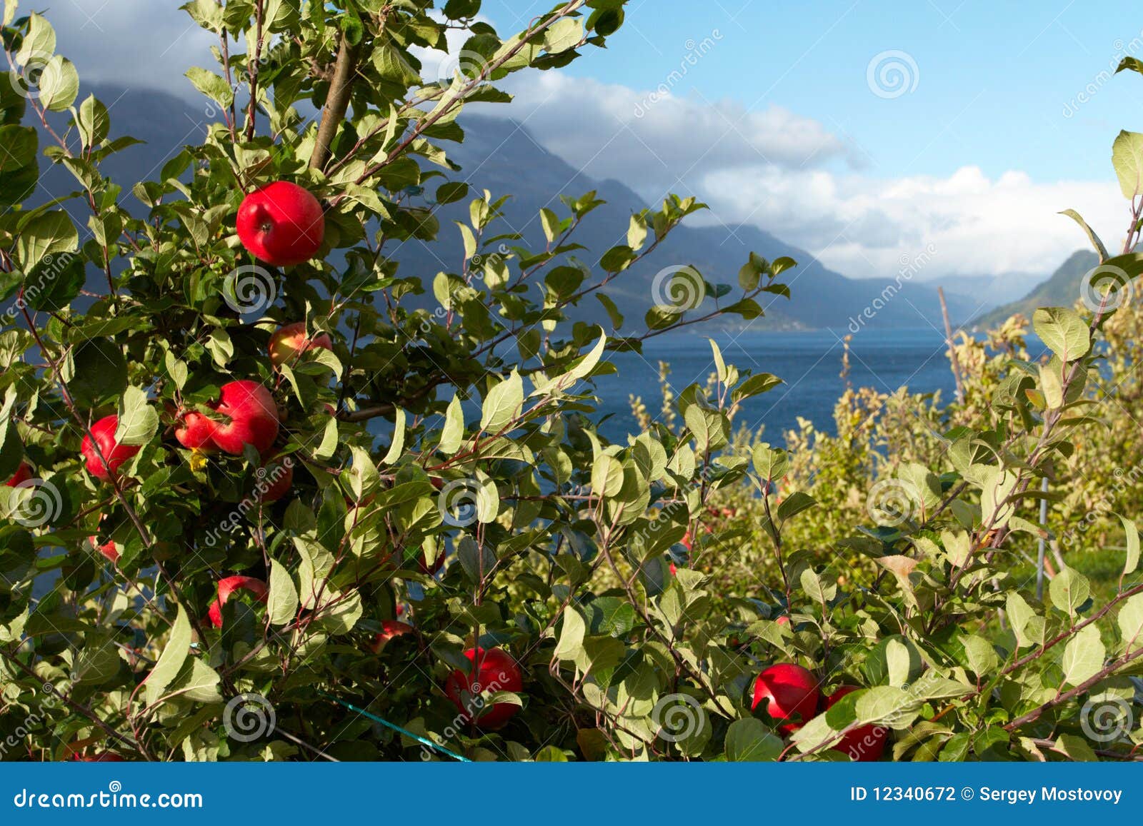 Apple-tree on a Fjord Coast Stock Photo - Image of beauty, foliage ...