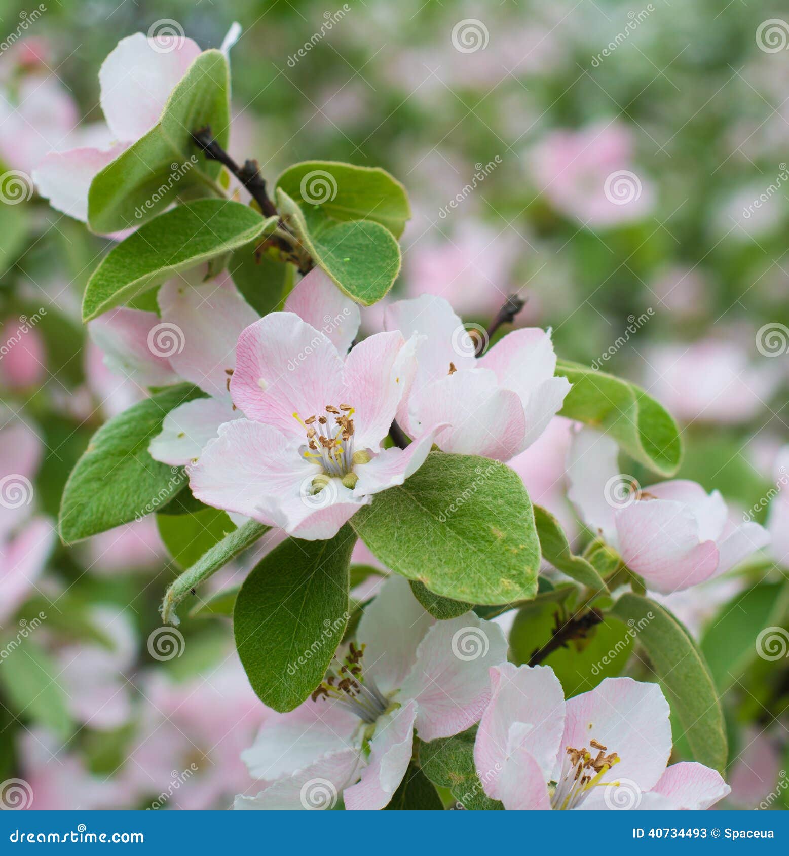 Apple tree flower blossom stock image. Image of blue - 40734493